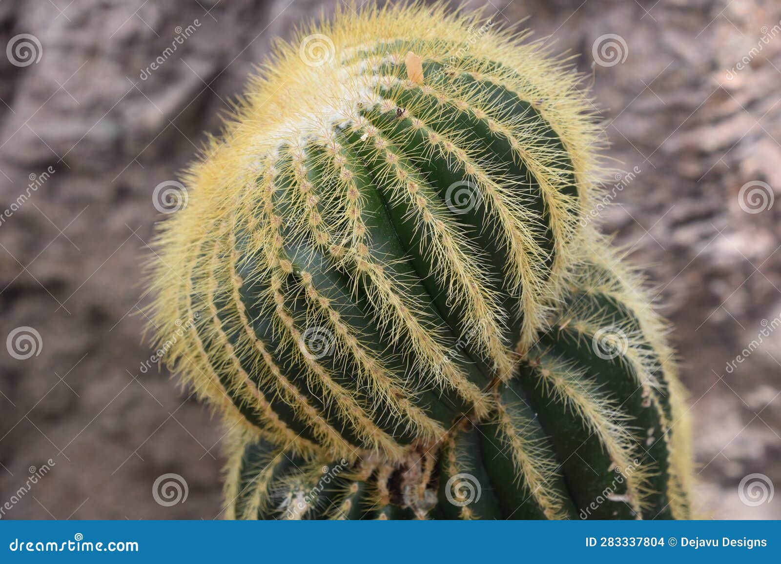 Cactus with a Head Covered in Pale Yellow Spines Stock Photo - Image of ...