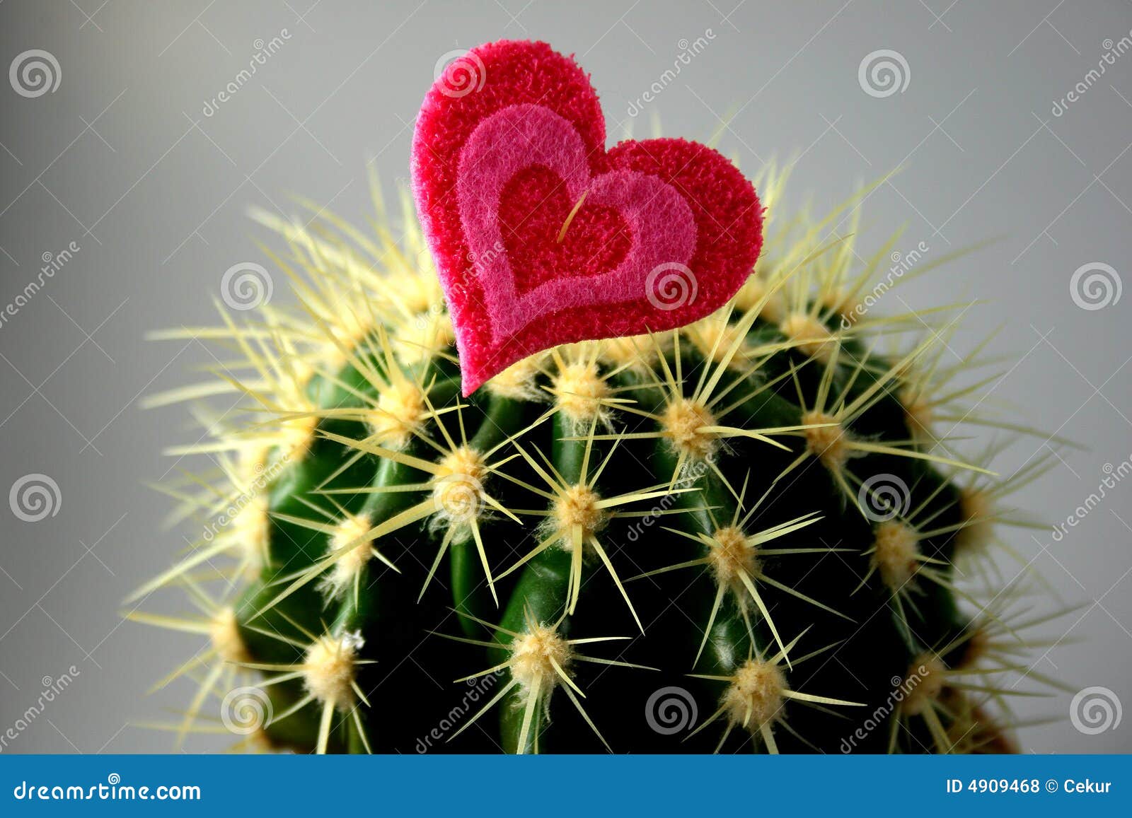 Cactus Heart Royalty-Free Stock Photography | CartoonDealer.com #170894003