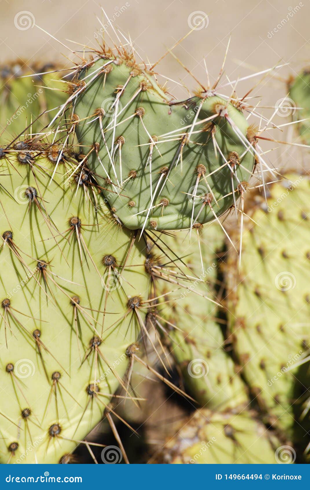 Cactus in Heart Shape Close Up Stock Photo - Image of natural, flora ...