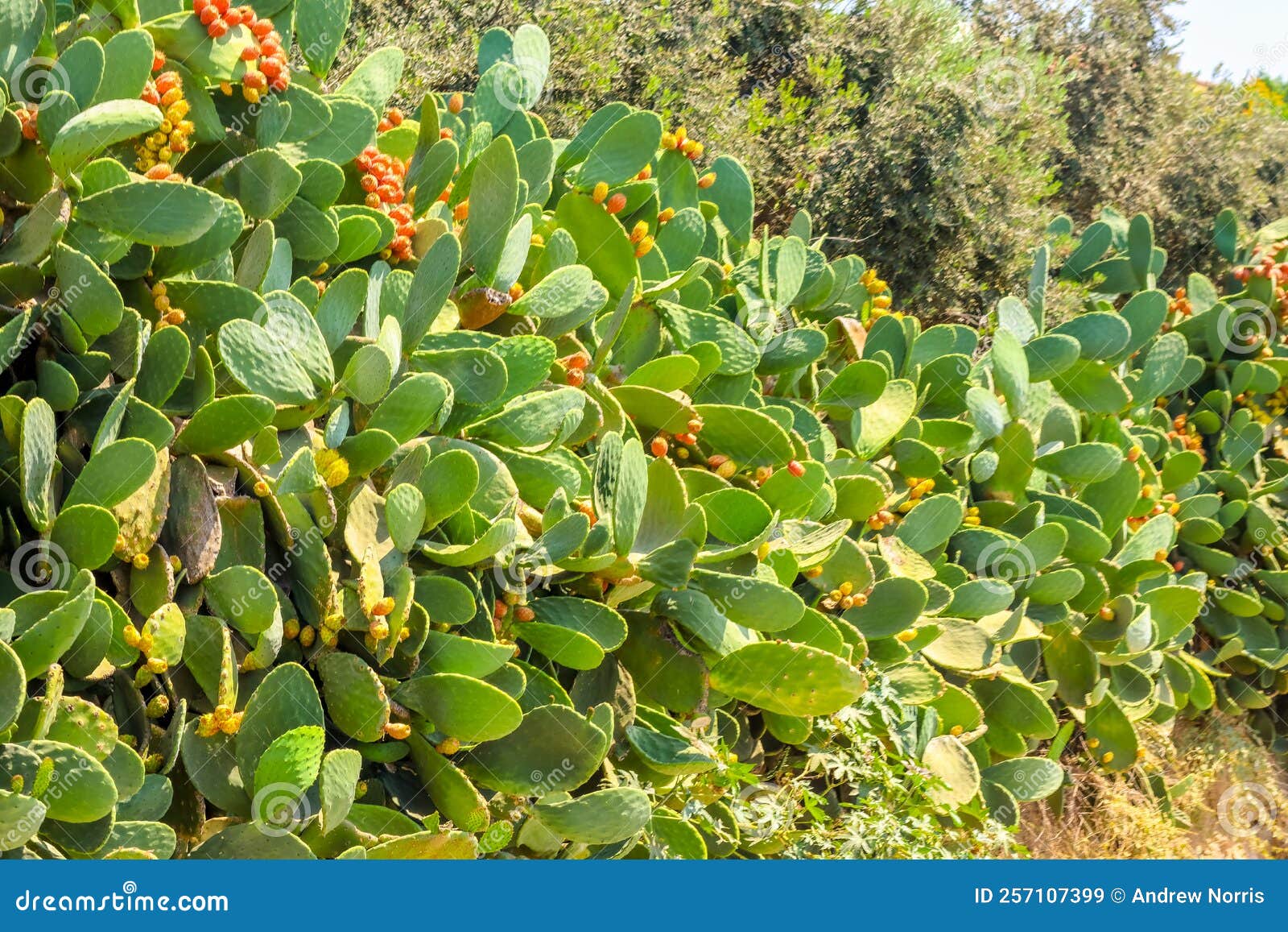 Cactus Hedge Row stock image. Image of european, common - 257107399