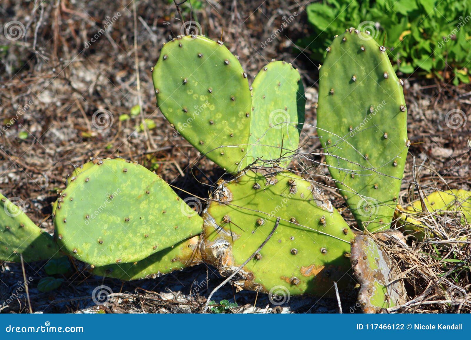 Cactus stock photo. Image of florida, destin, state - 117466122
