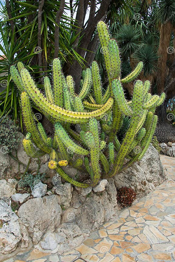 Cactus Het Groeien in De Cactustuin Van Monte Carlo Stock Foto - Image ...