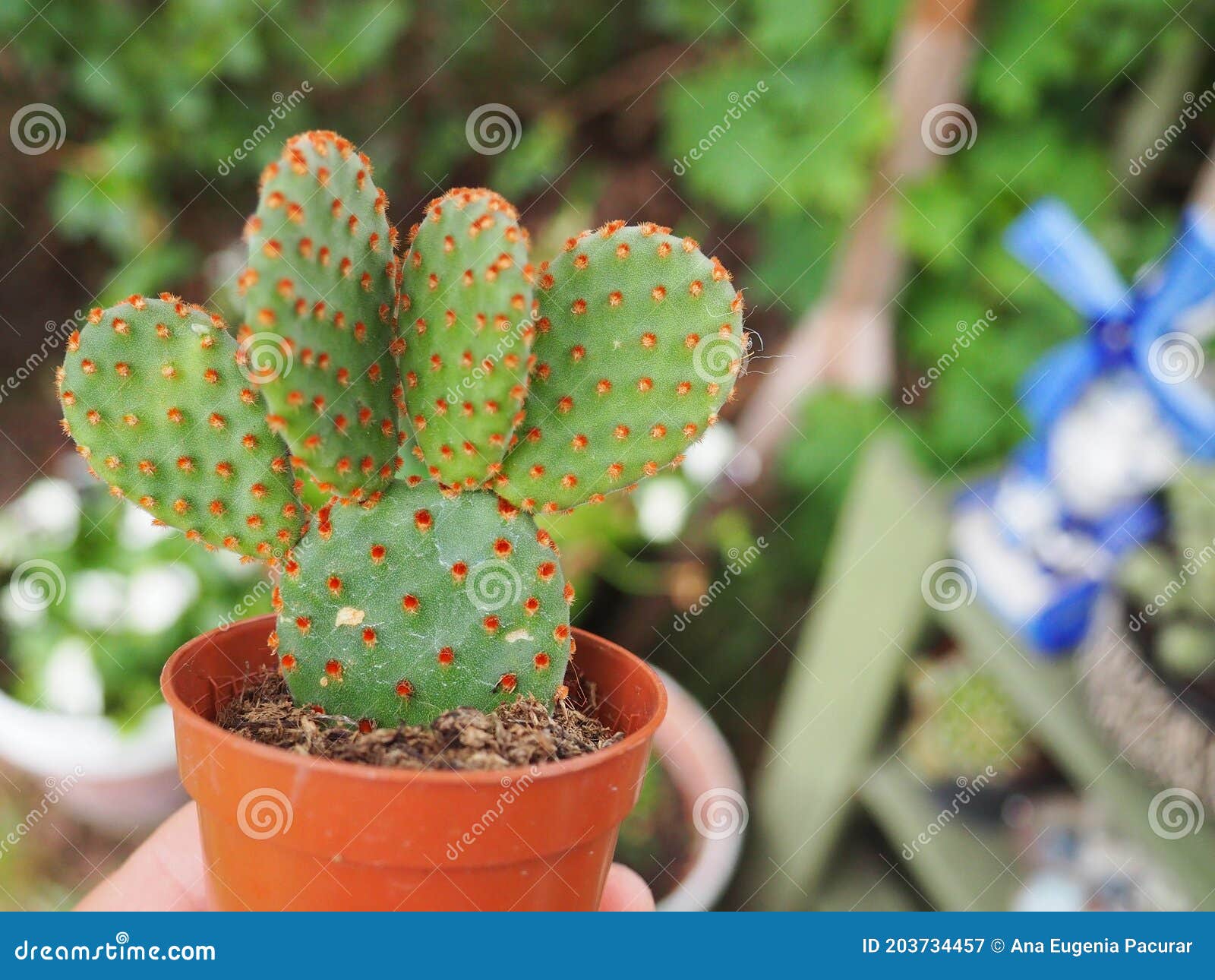 Cactus for Hobby Cacti Lovers Stock Image - Image of houseplant, cacti ...