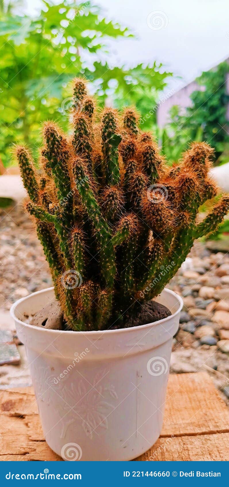 Cactus at home stock photo. Image of home, houseplant - 221446660