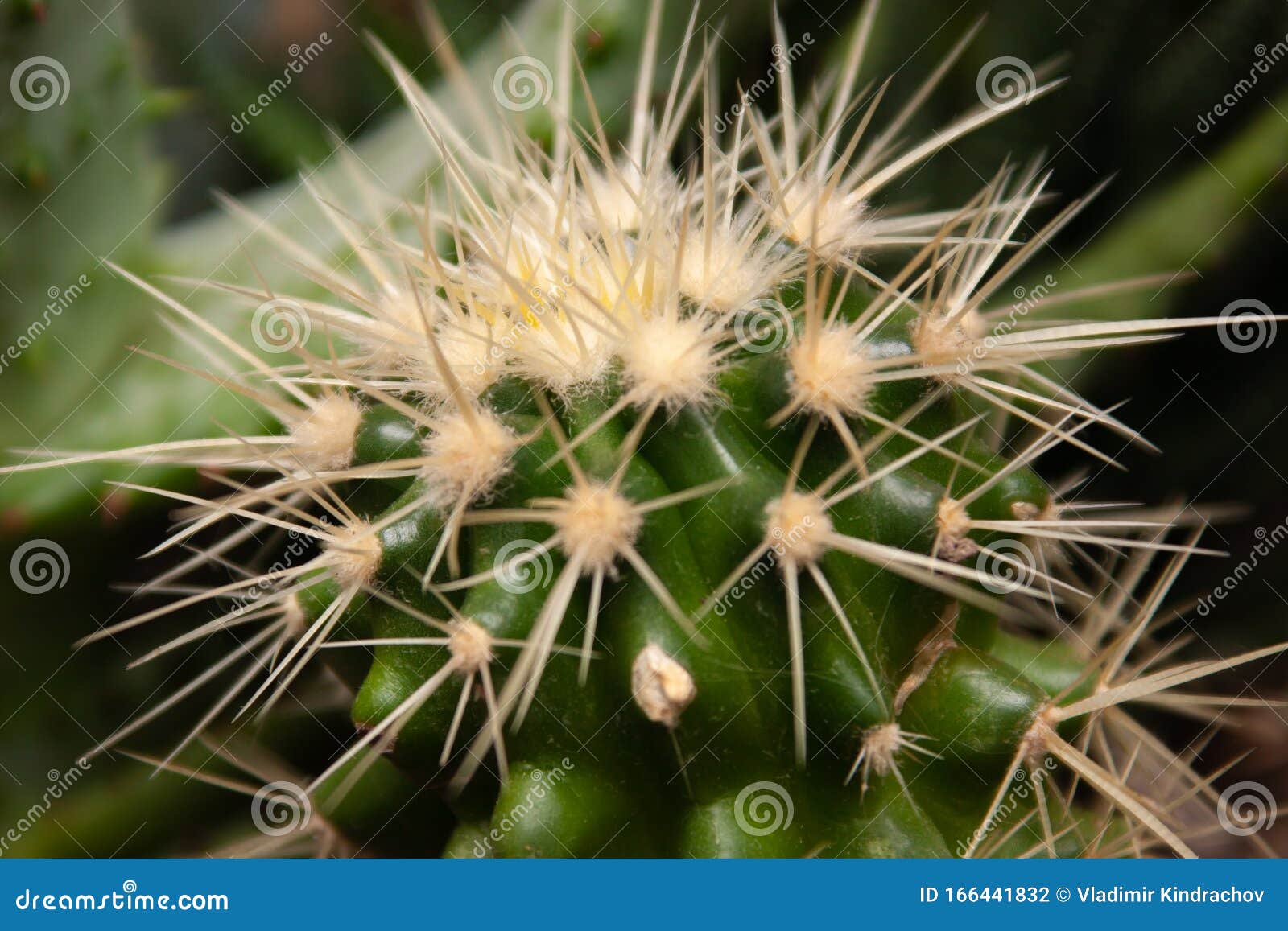 Cactus Home Plant with Sharp Spike Stock Photo - Image of color ...