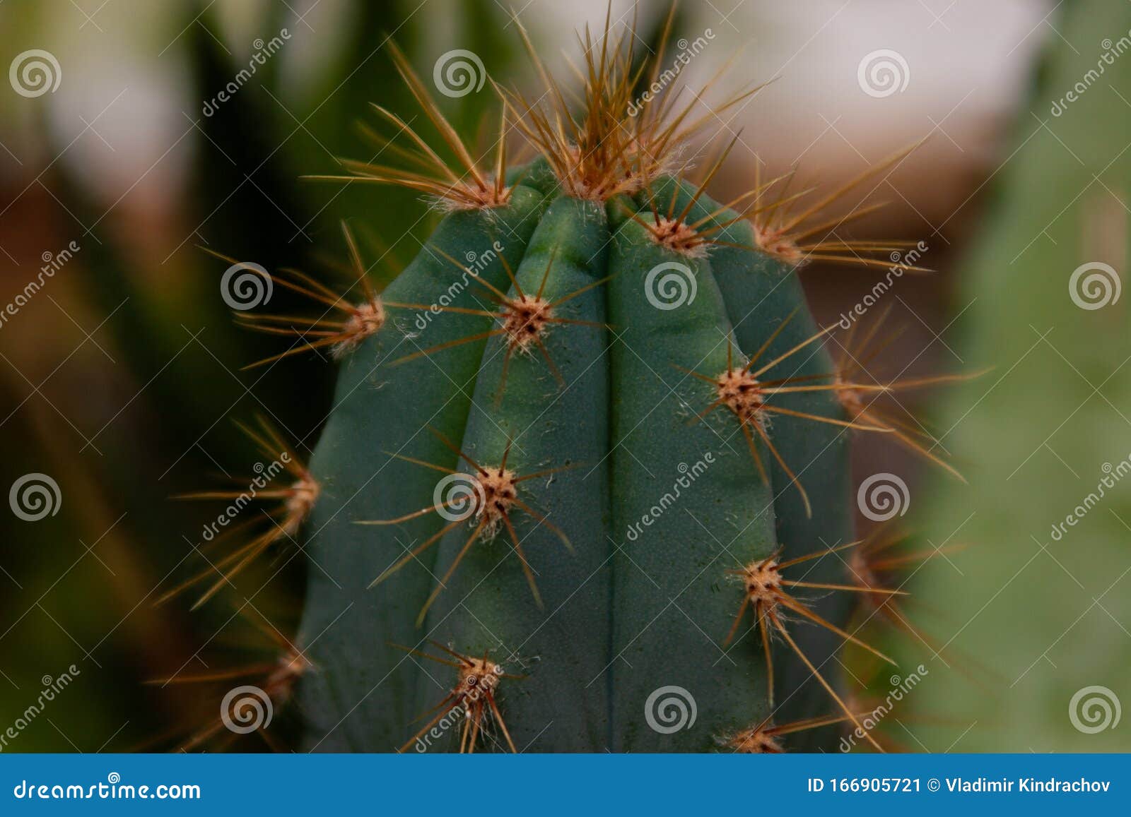 Cactus Home Plant with Sharp Spike Stock Image - Image of nature ...