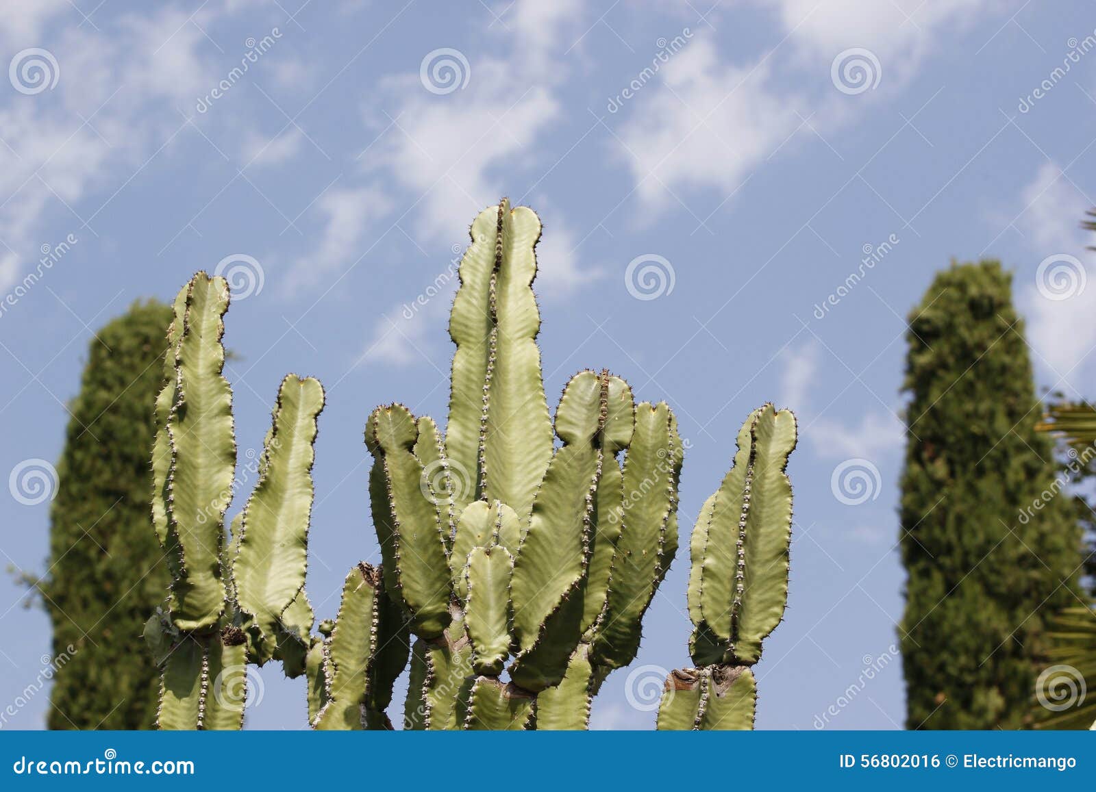 Cactus Ia Stock Photos - Free & Royalty-Free Stock Photos from Dreamstime
