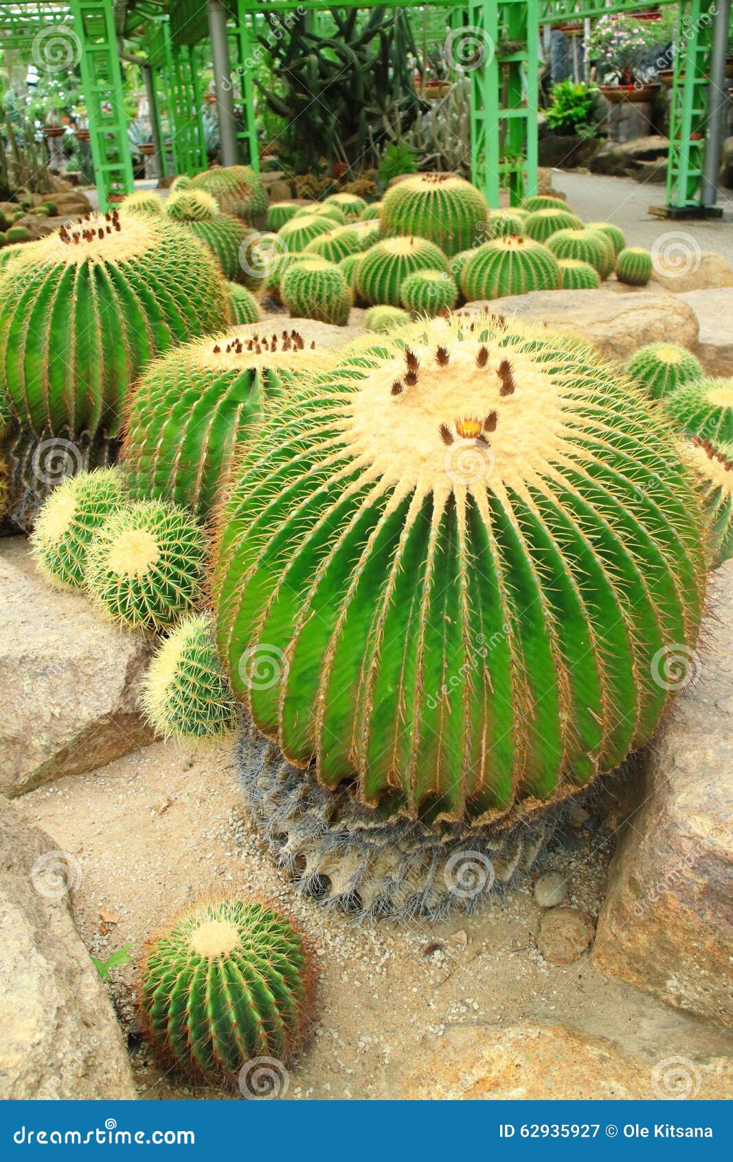 Cactus stock image. Image of garden, cactus, thailand - 62935927