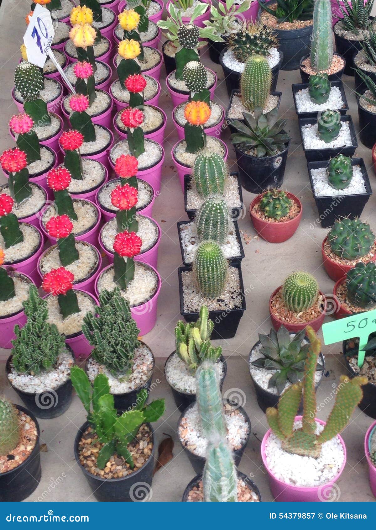 Cactus stock image. Image of colorful, small, cactus - 54379857