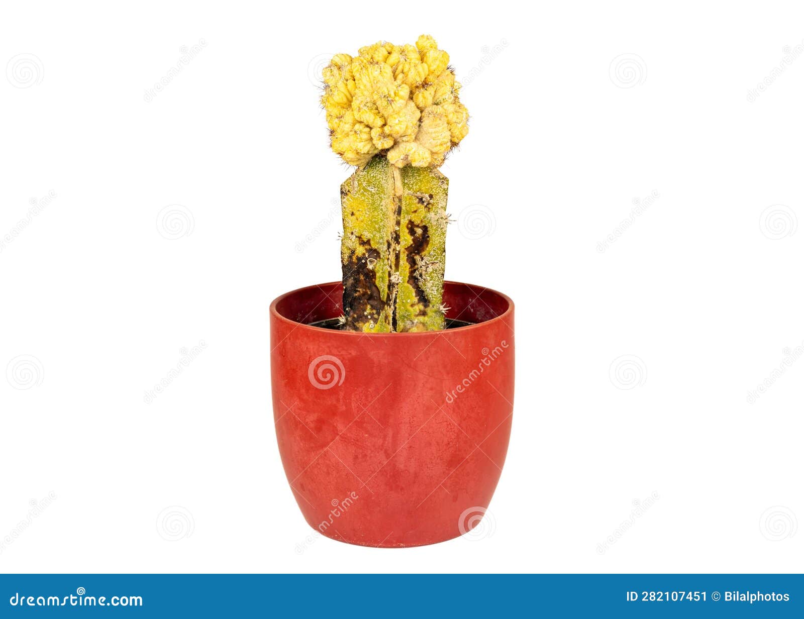 Cactus Infected With Insects Royalty-Free Stock Photo | CartoonDealer ...