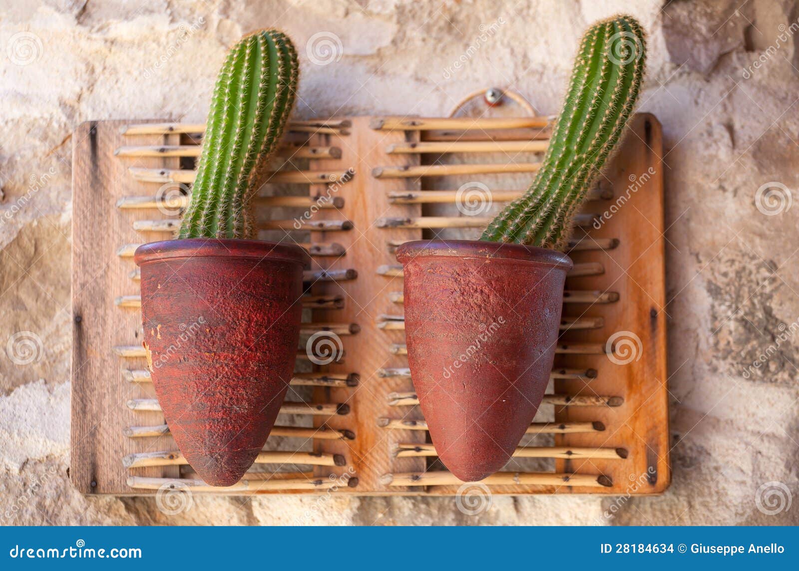 Cactus inside a pot stock photo. Image of care, tropical - 28184634