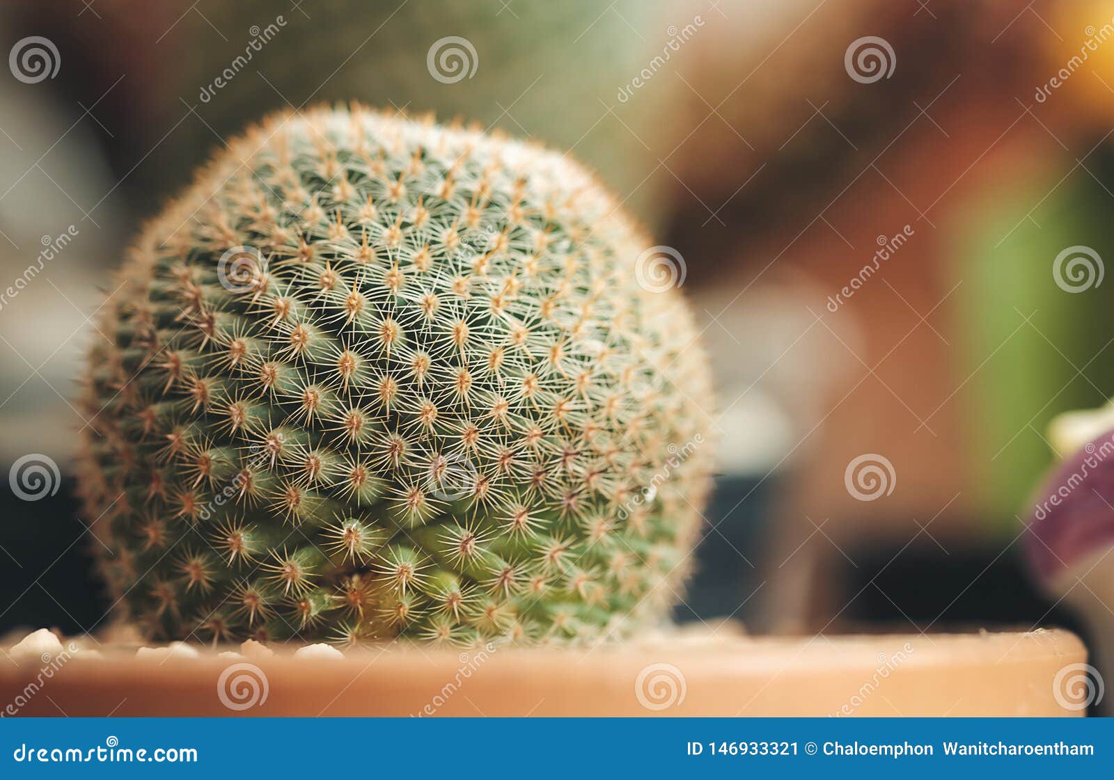 Cactus with Interesting Textures and Beautiful Stock Image - Image of ...