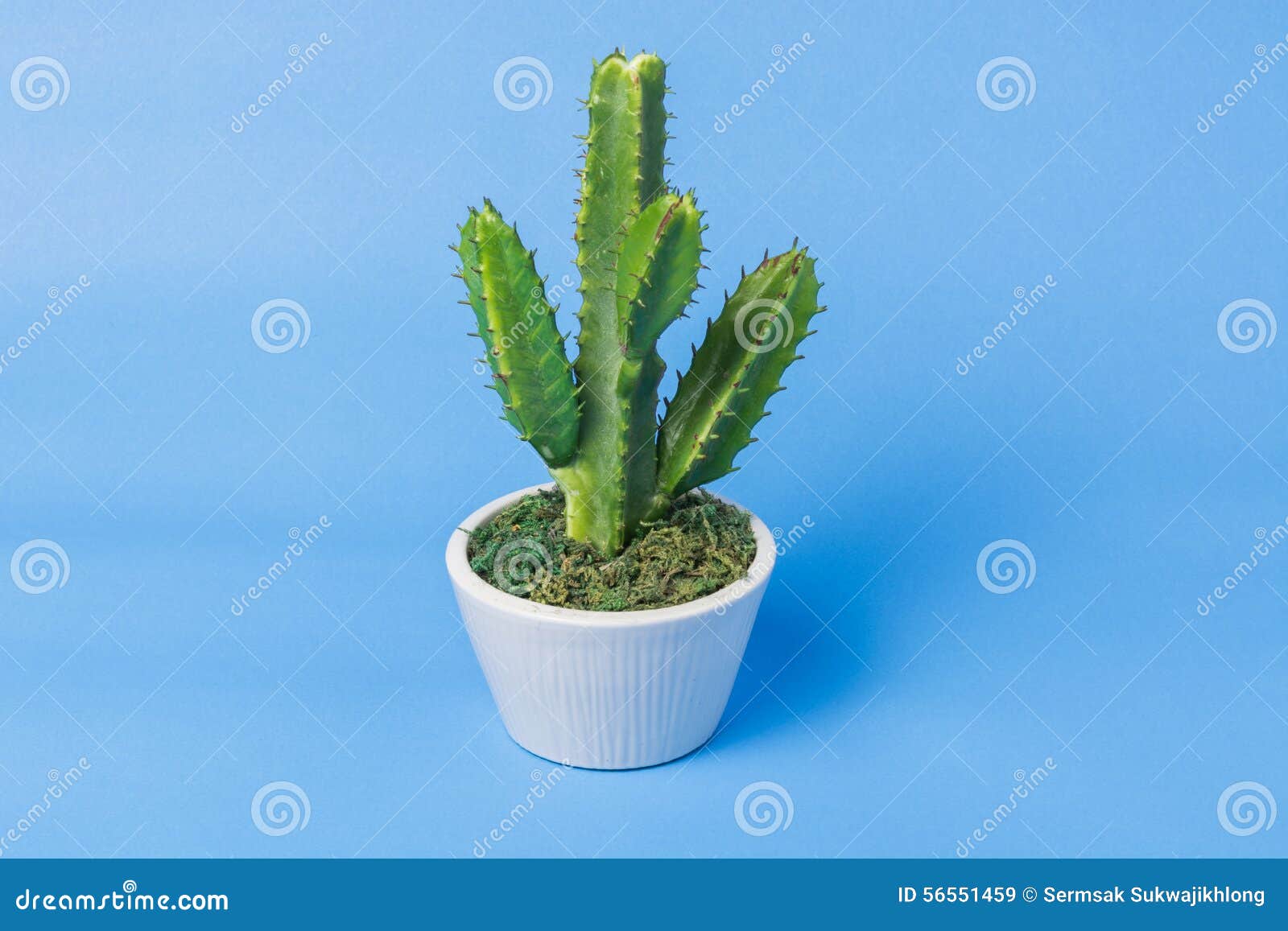 Cactus stock image. Image of thorn, white, natural, isolated - 56551459