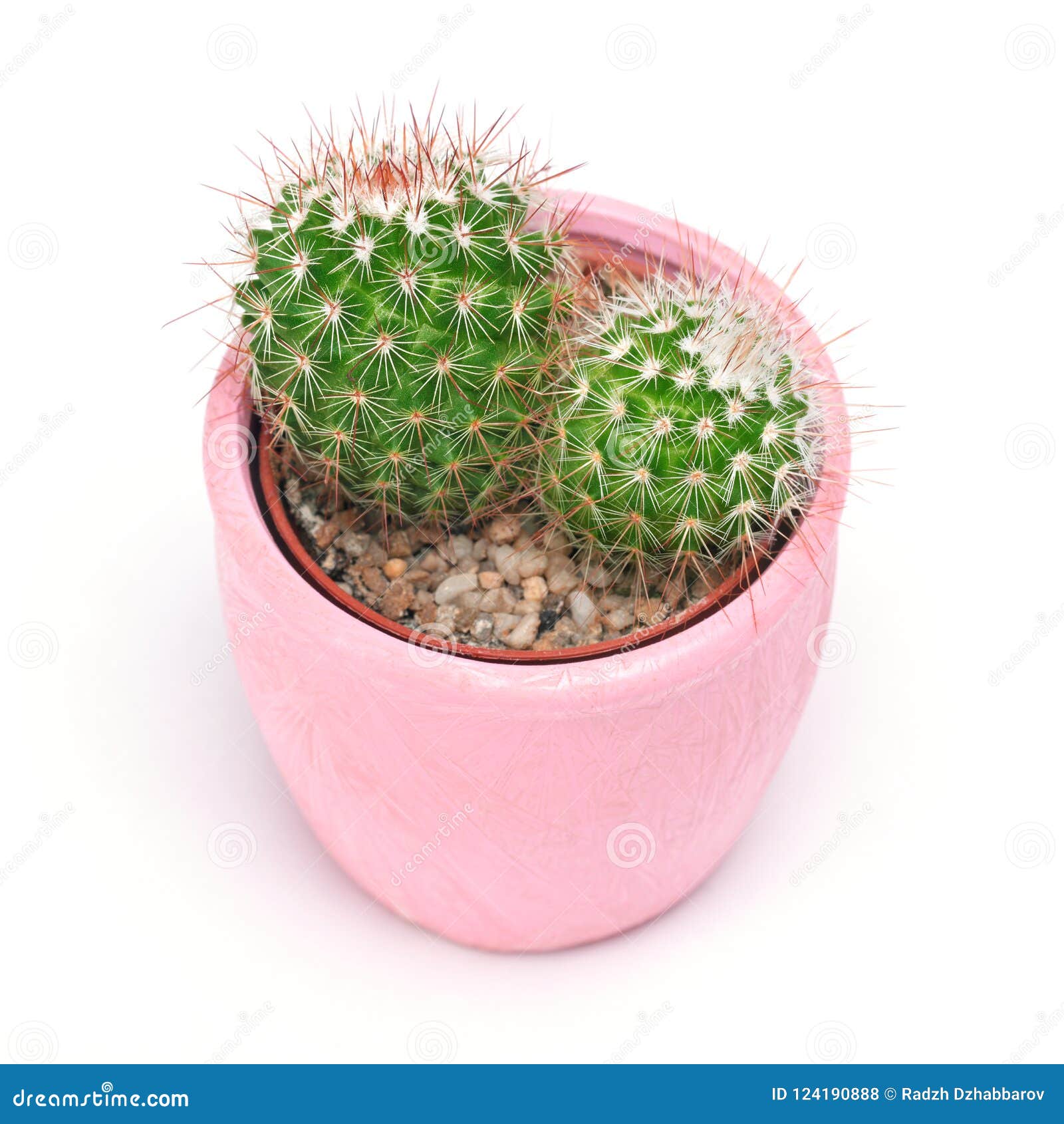 Cactus Isolated With Clipping Path. Closeup Cacti Front View In Pink ...