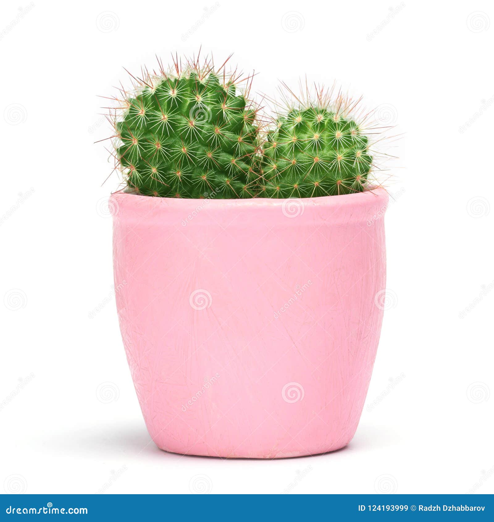 Cactus Isolated With Clipping Path. Closeup Cacti Front View In Pink ...