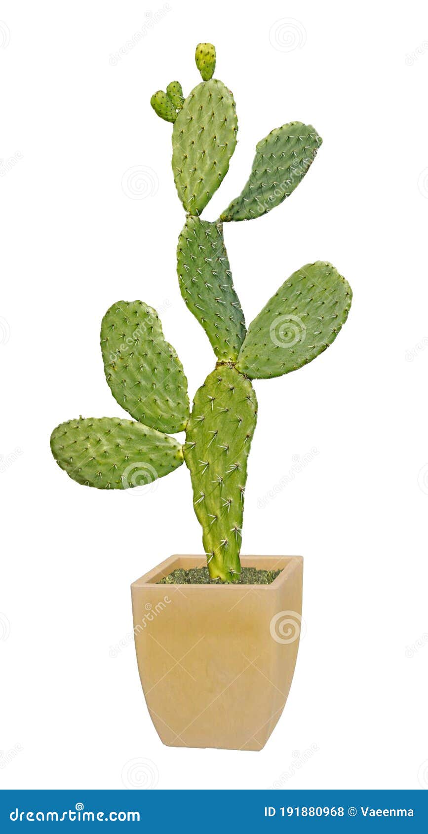 Cactus isolated on white stock photo. Image of isolated - 191880968