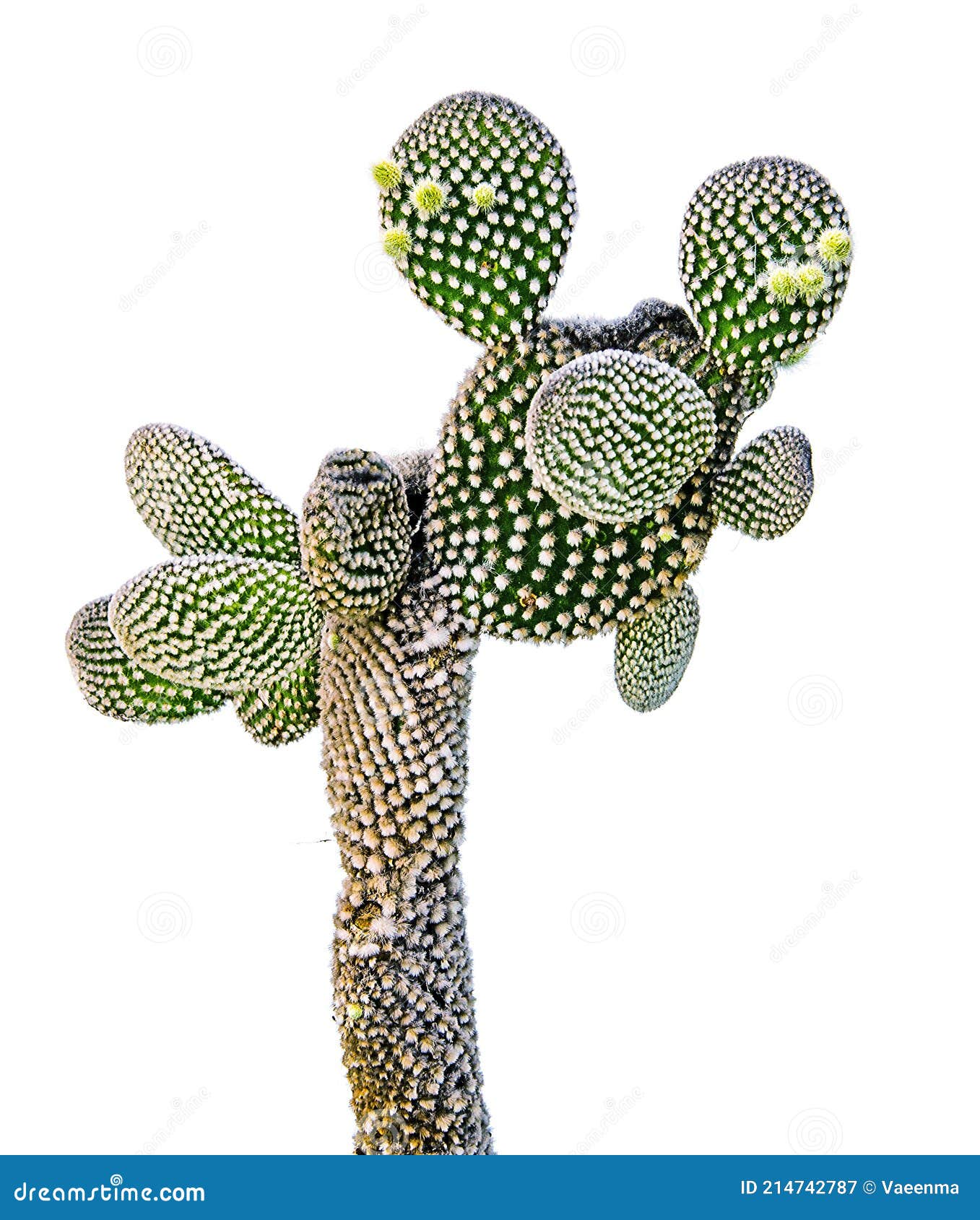 Cactus isolated on white stock image. Image of succulent - 214742787