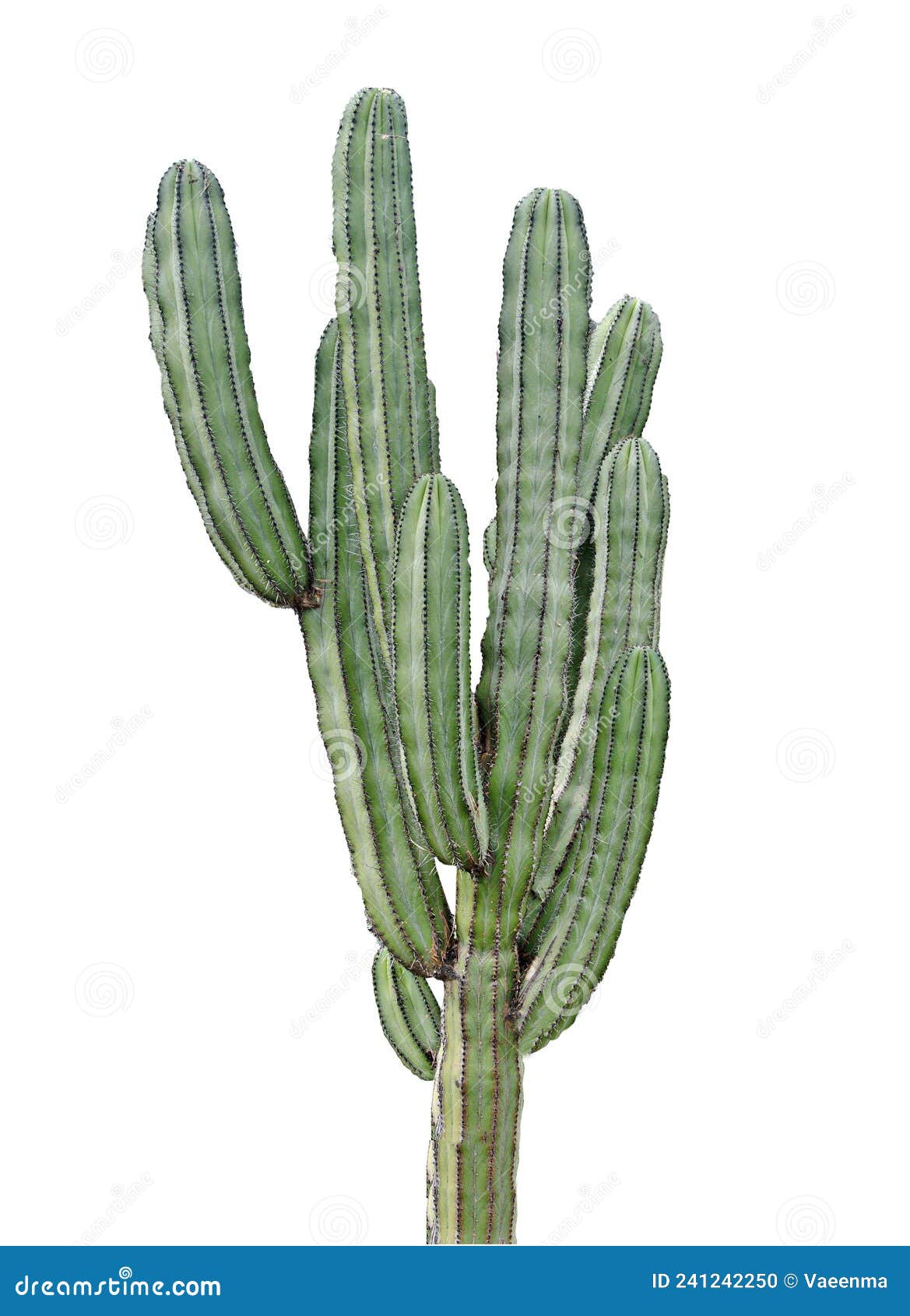 Cactus Isolated With Clipping Path. Closeup Cacti Front View In Pink ...