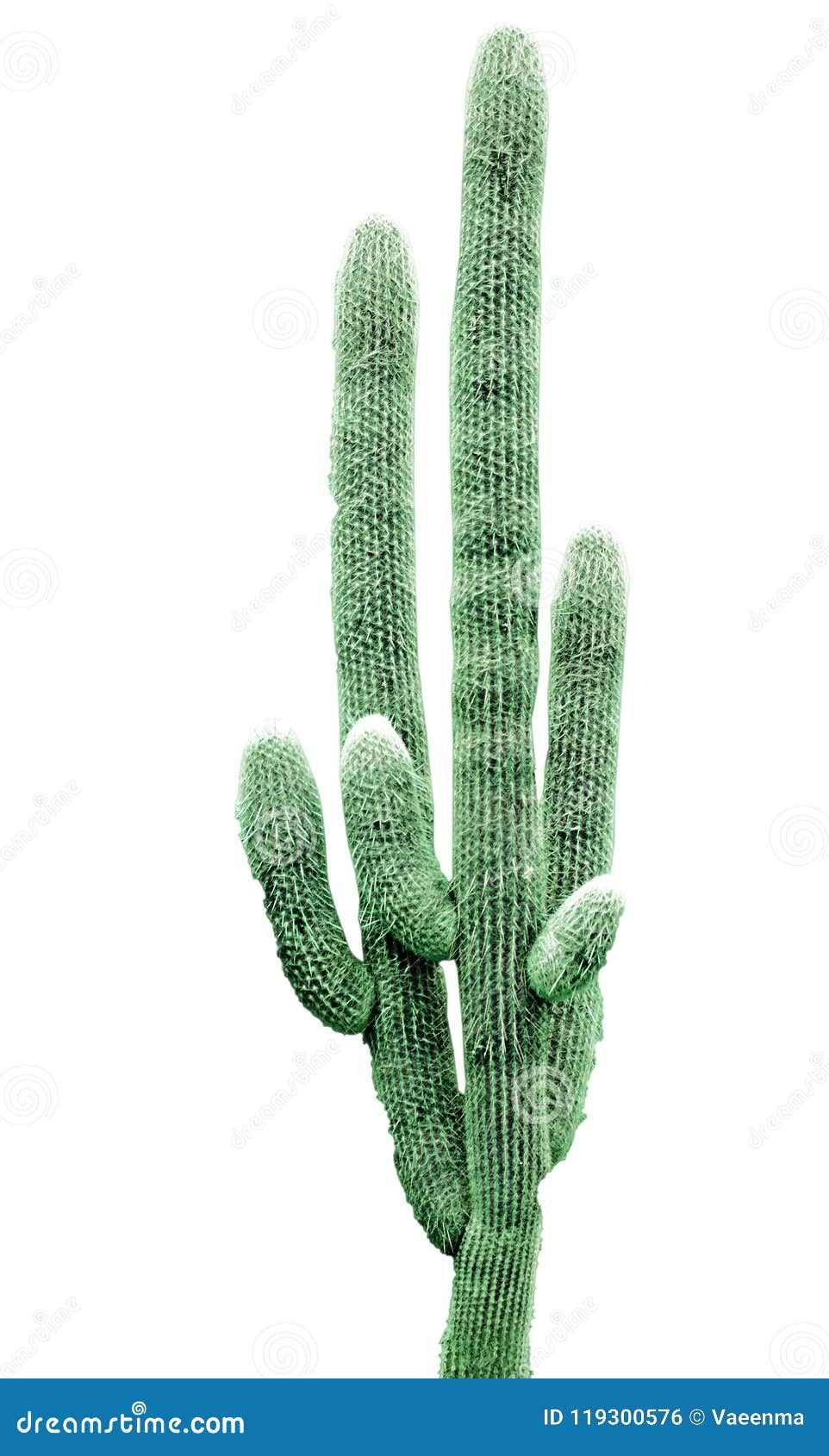 Cactus In A Pot On An Isolated Background. Minimalism, Horizontal Image ...
