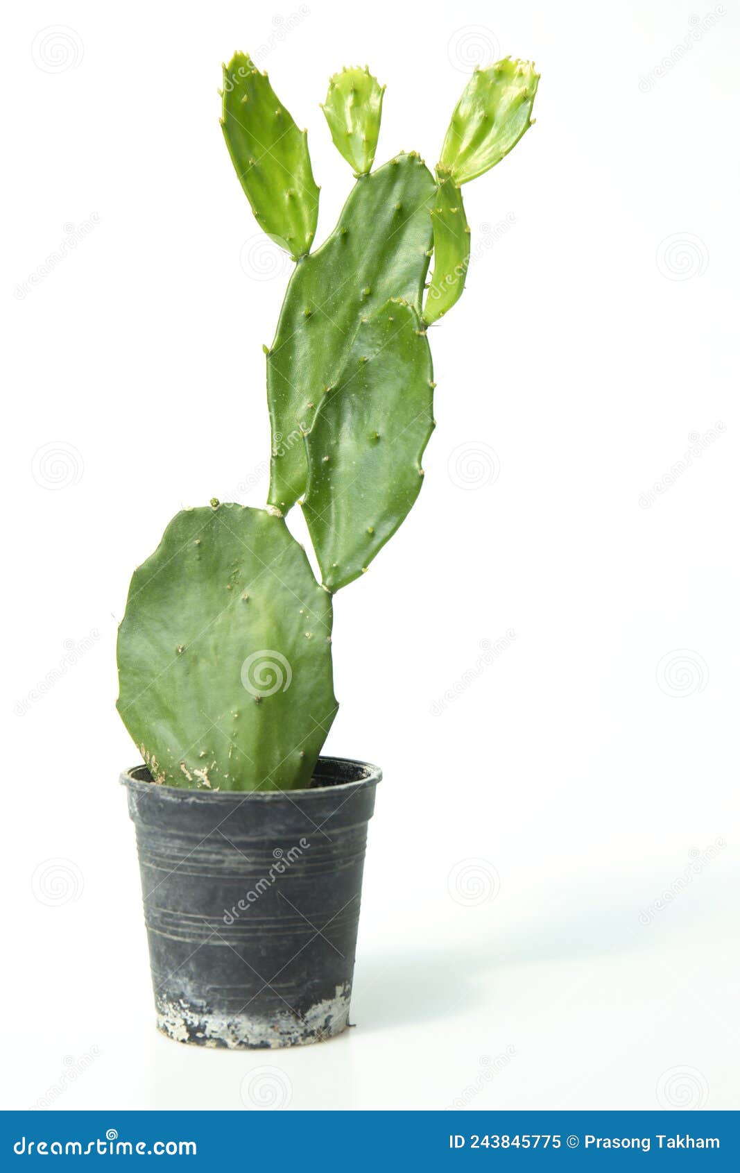 Cactus Isolated on White Background Stock Image - Image of succulent ...