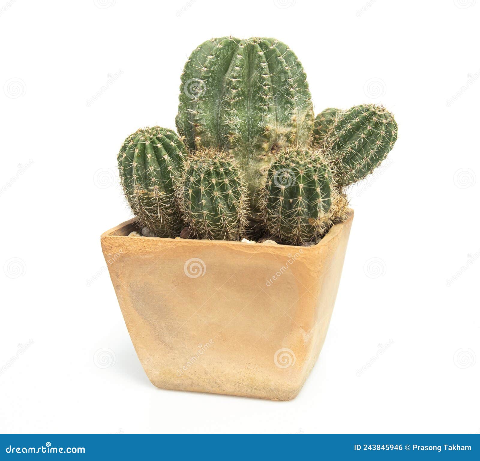 Cactus Isolated on White Background Stock Photo - Image of growing ...