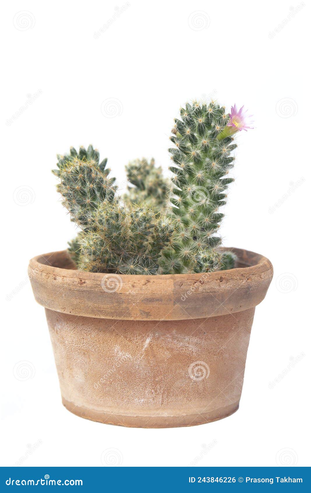 Cactus Isolated on White Background Stock Photo - Image of macro, white ...