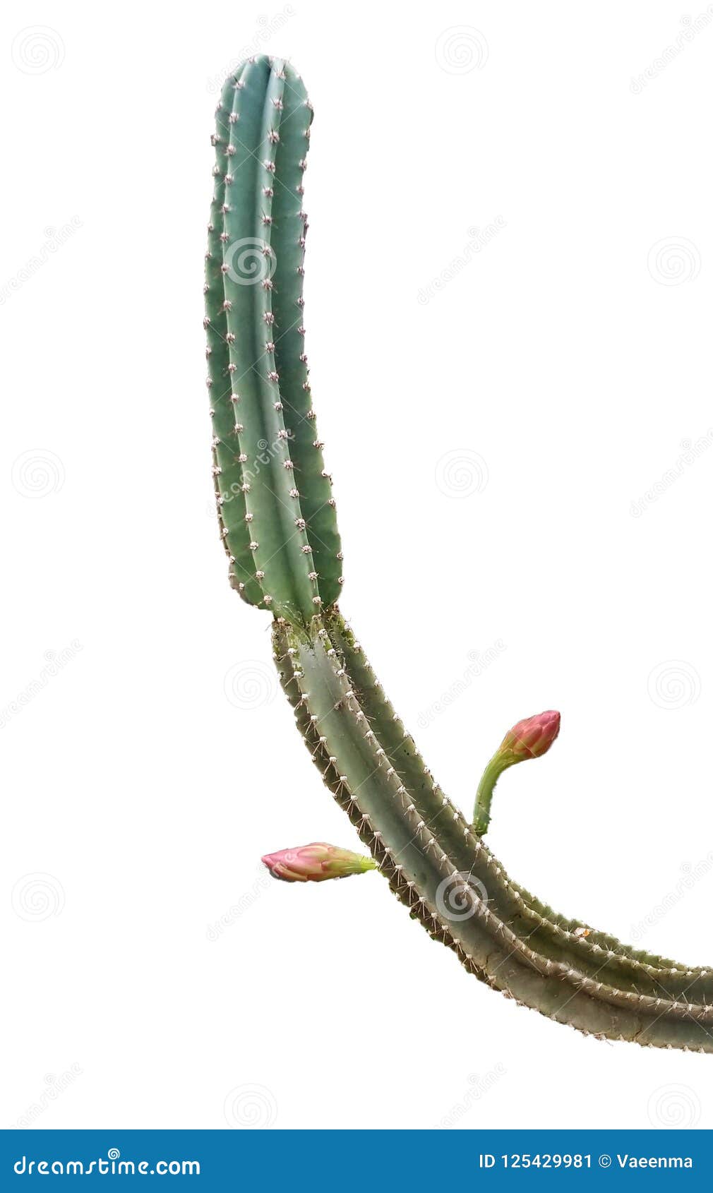 Cactus Isolated With Clipping Path. Closeup Cacti Front View In Pink ...