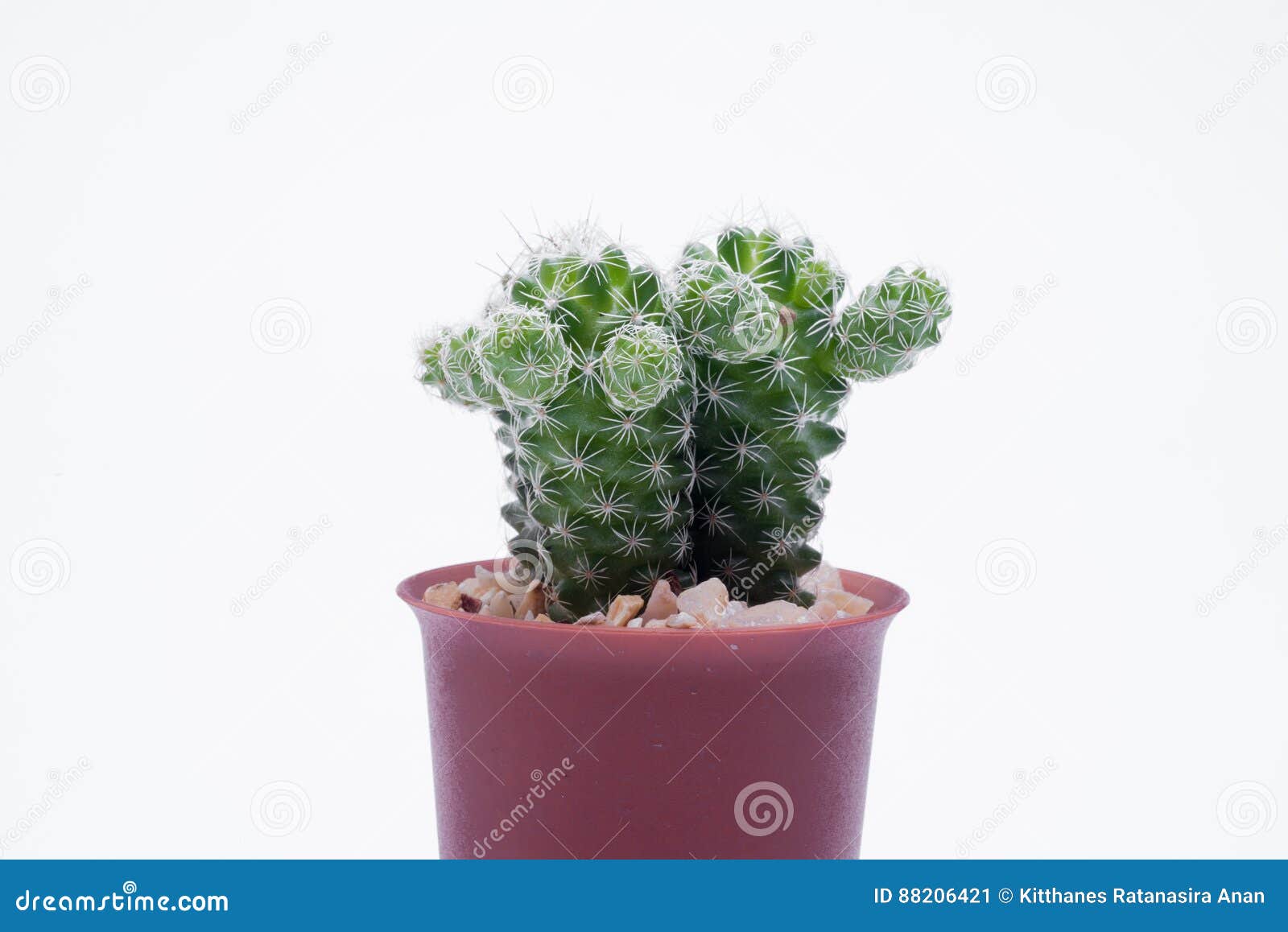 Cactus Isolated on White Background. Stock Image - Image of cactus ...