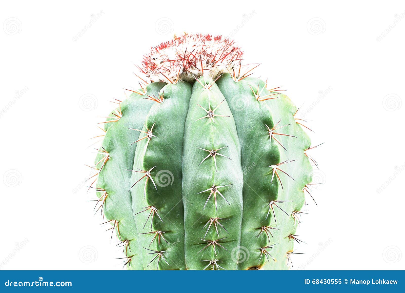 Cactus Isolated on White Background Stock Image - Image of isolated ...
