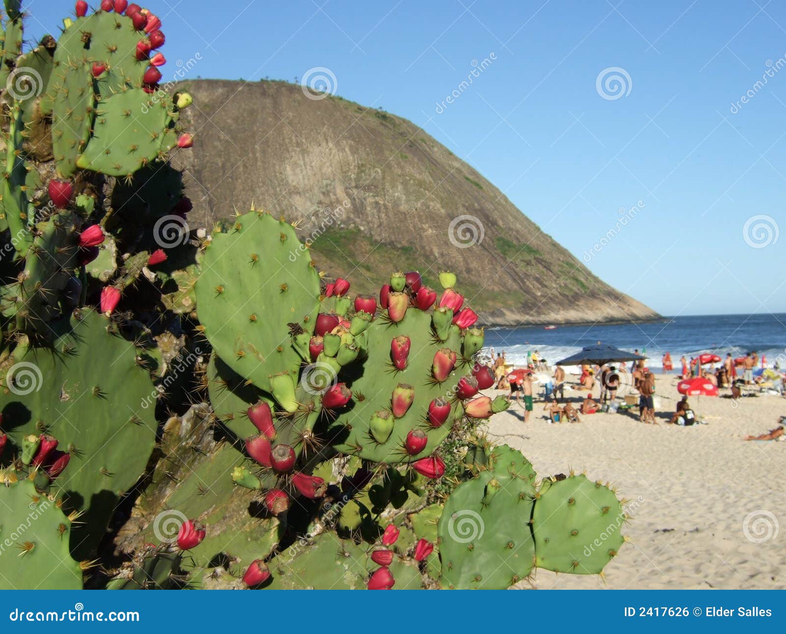 Cactus On The Beach Of A Caribbean Island Bonaire, Antilles ...
