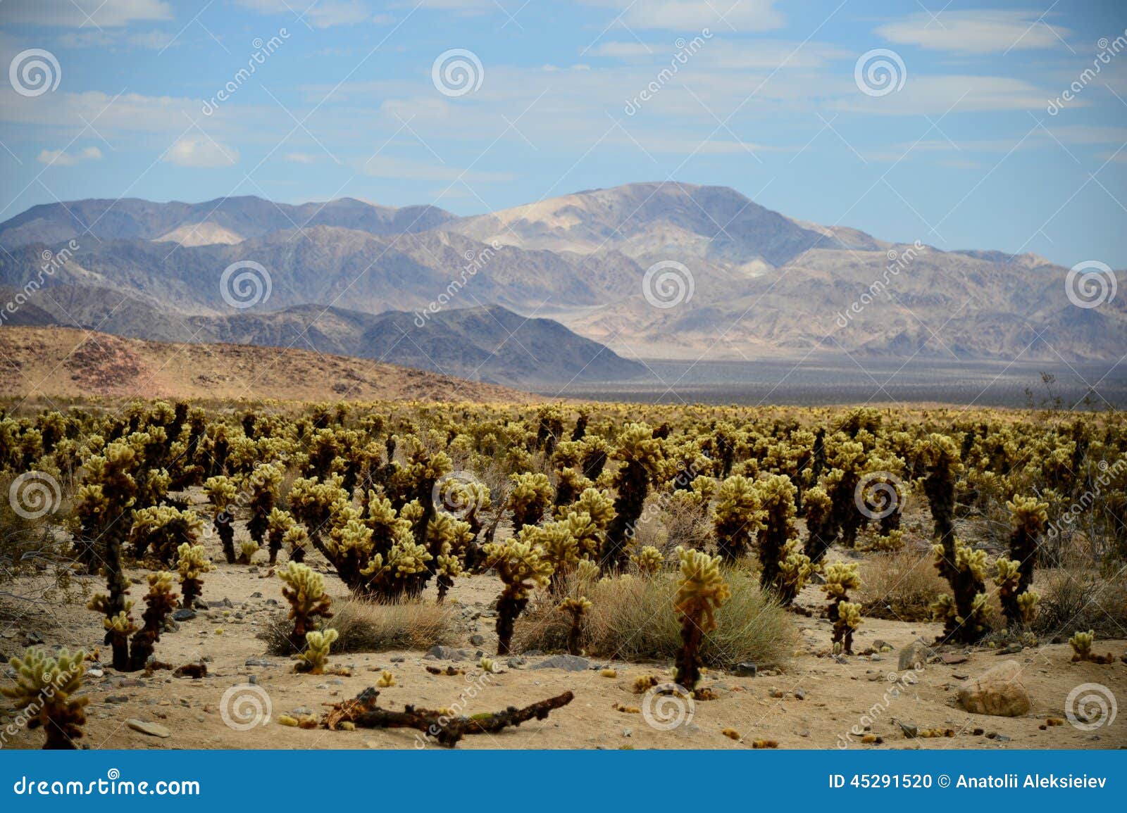 Cactus in Joshua Tree National Park Stock Photo - Image of spiny, slope ...