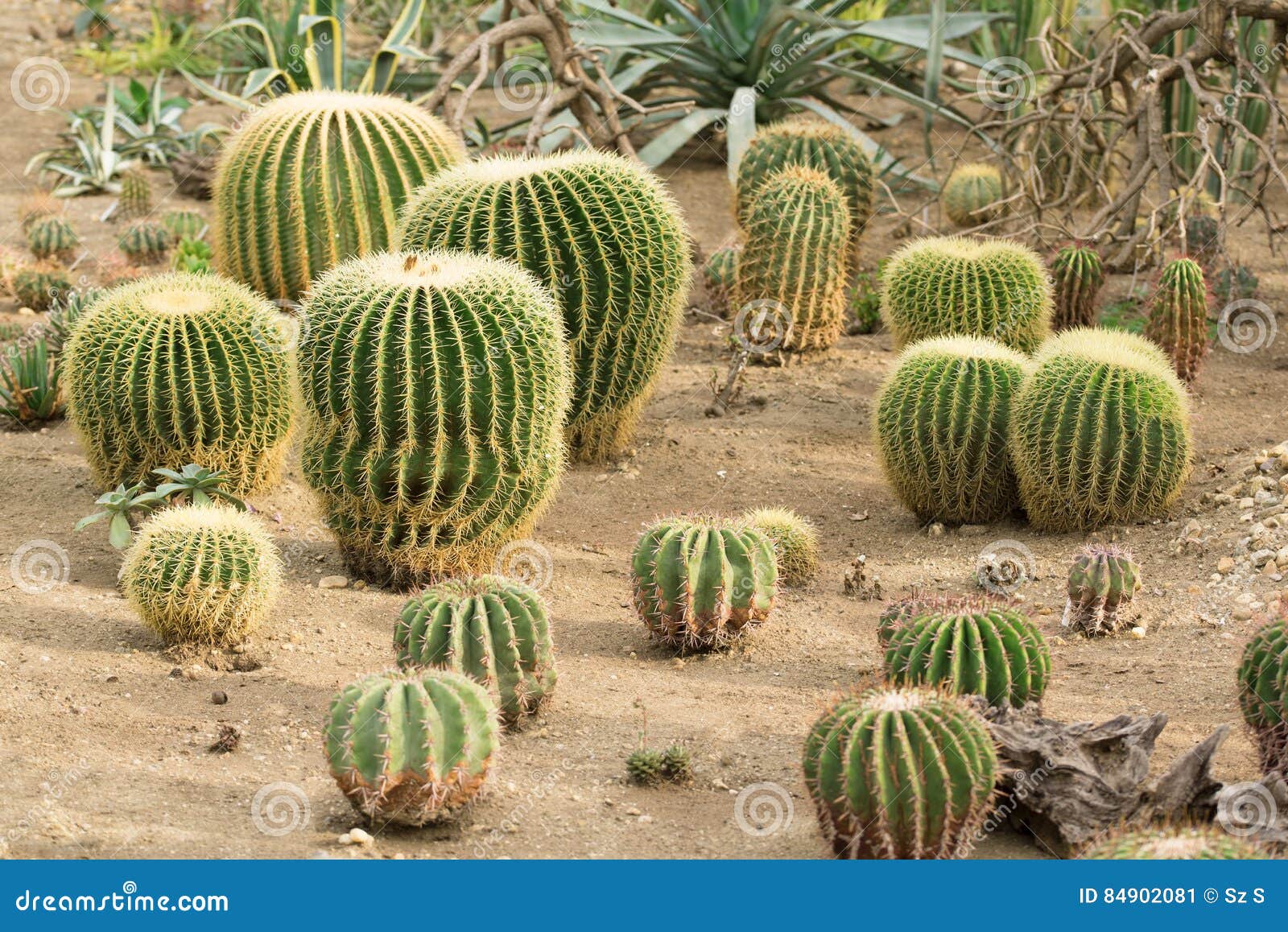 Cactus Landscape in Mexico. Cactus Field Stock Image - Image of ...