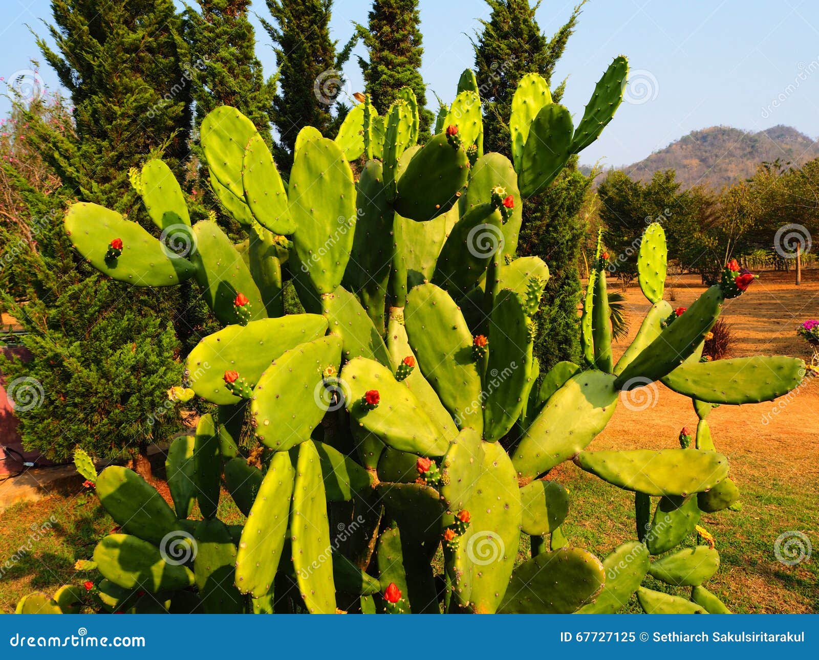 The Cactus, Landscape in Thailand Stock Image - Image of cartoon ...