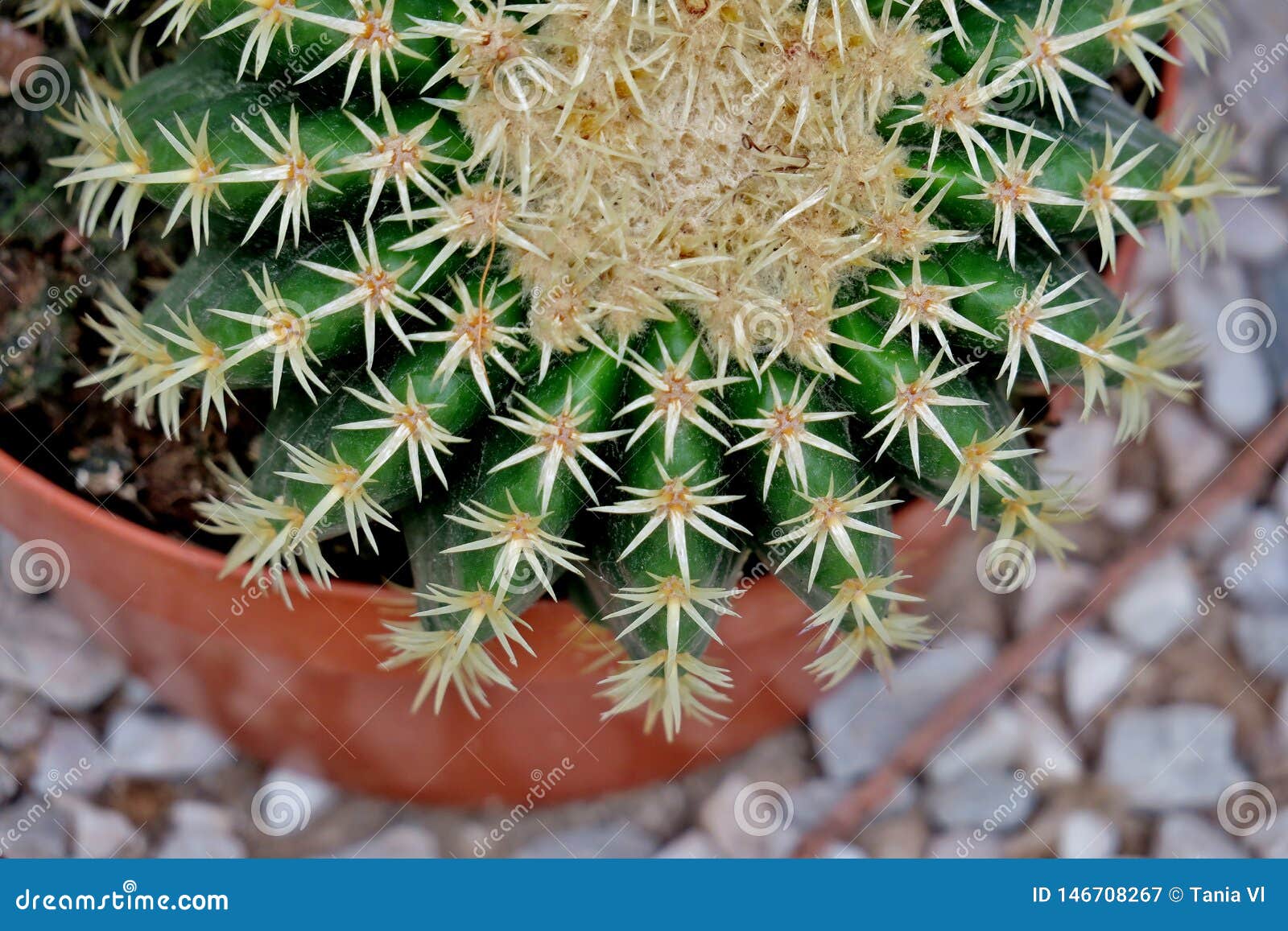 Cactus with Large Needles Close Up Stock Image - Image of natural ...