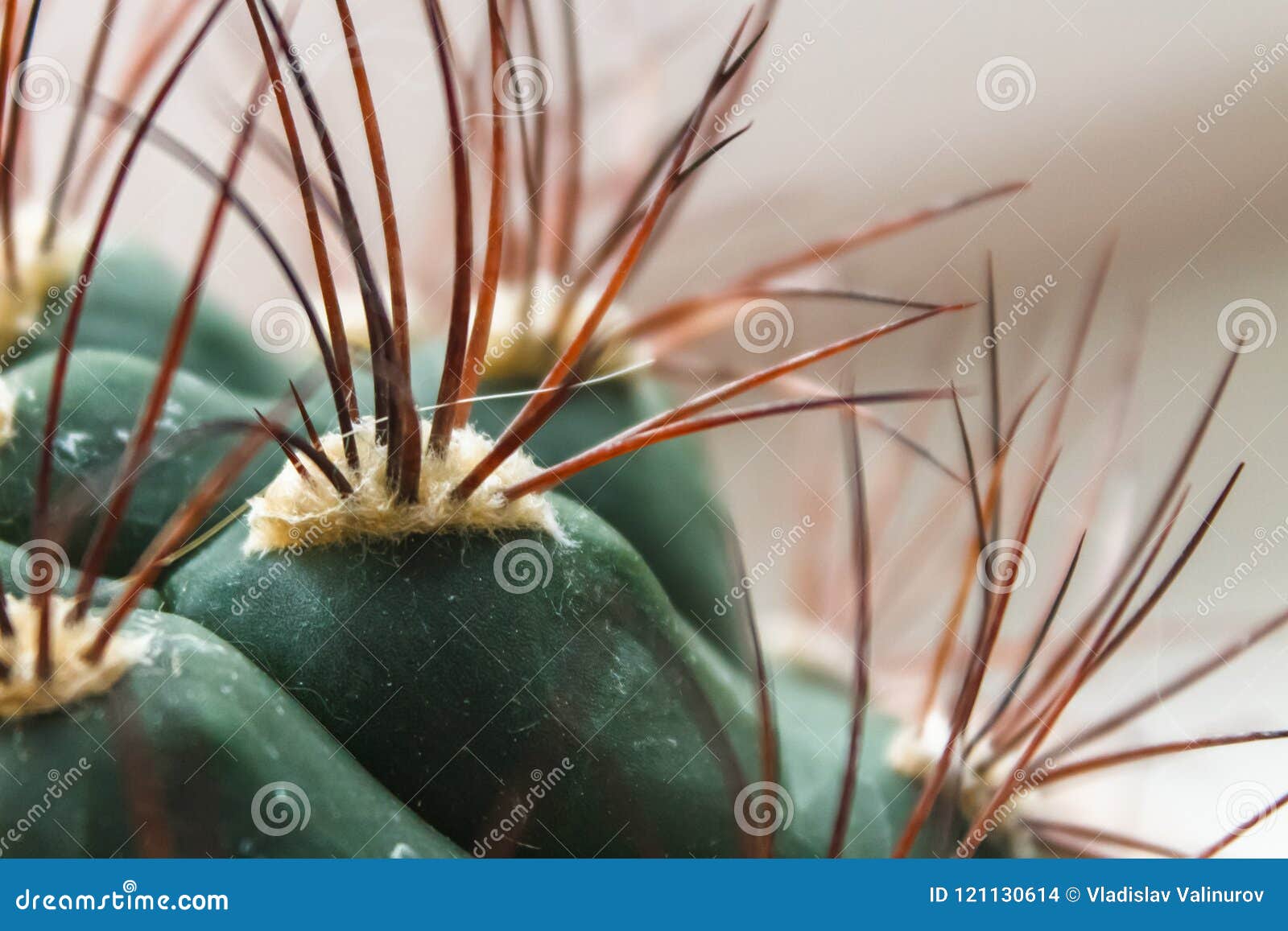 Cactus with Large Needles, Close-ups Stock Photo - Image of color ...