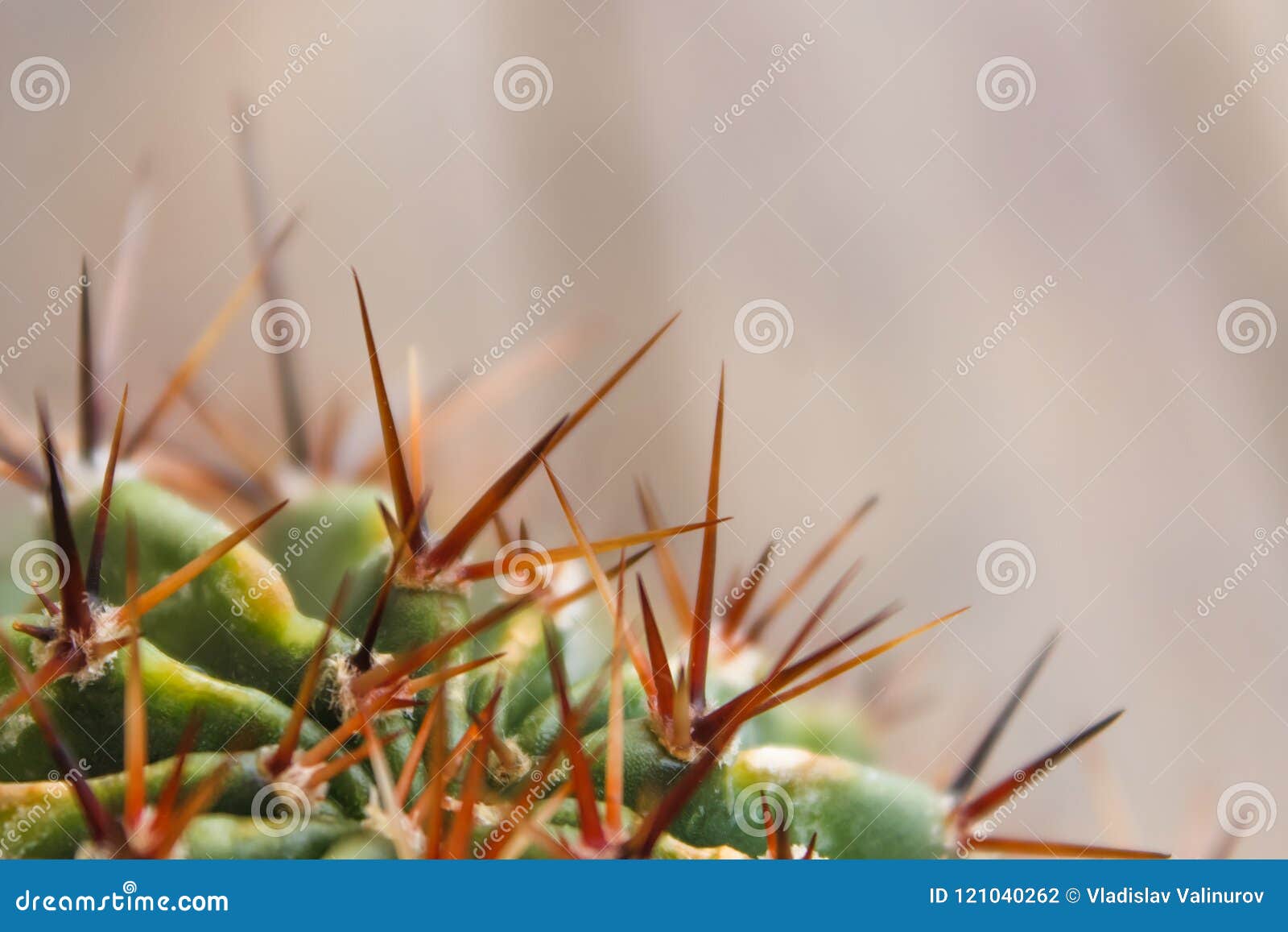 Cactus with Large Needles, Close-ups Stock Photo - Image of nature ...