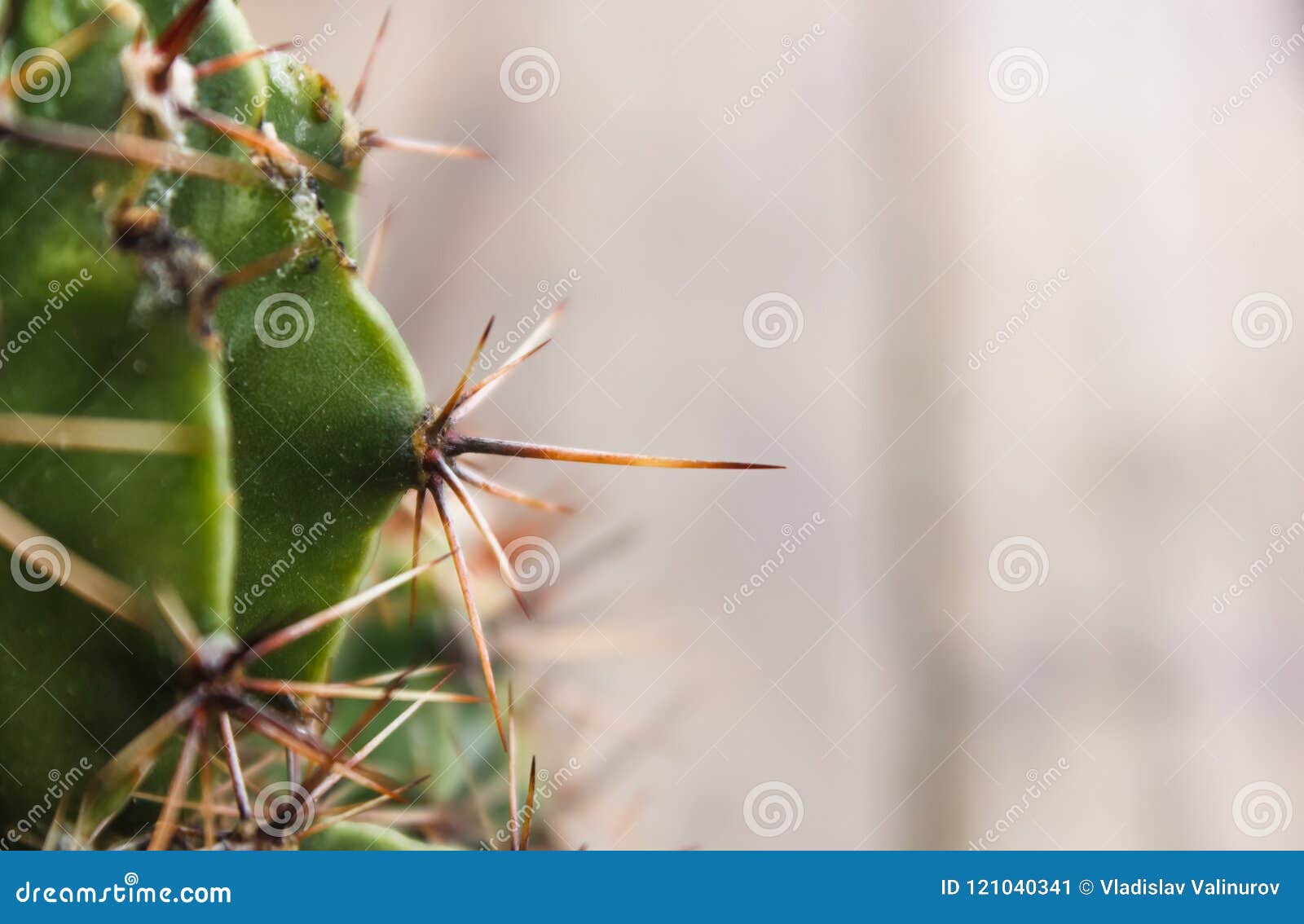Cactus with Large Needles, Close-ups Stock Image - Image of grow, field ...