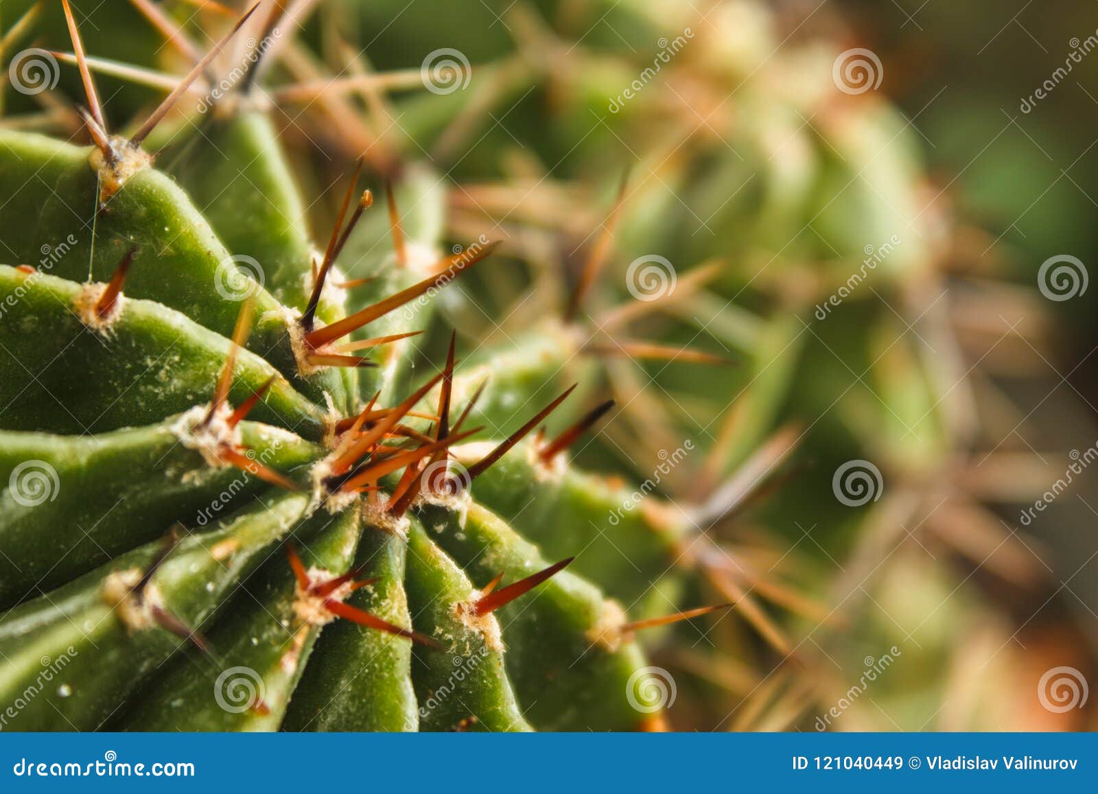 Cactus with Large Needles, Close-ups Stock Image - Image of close ...
