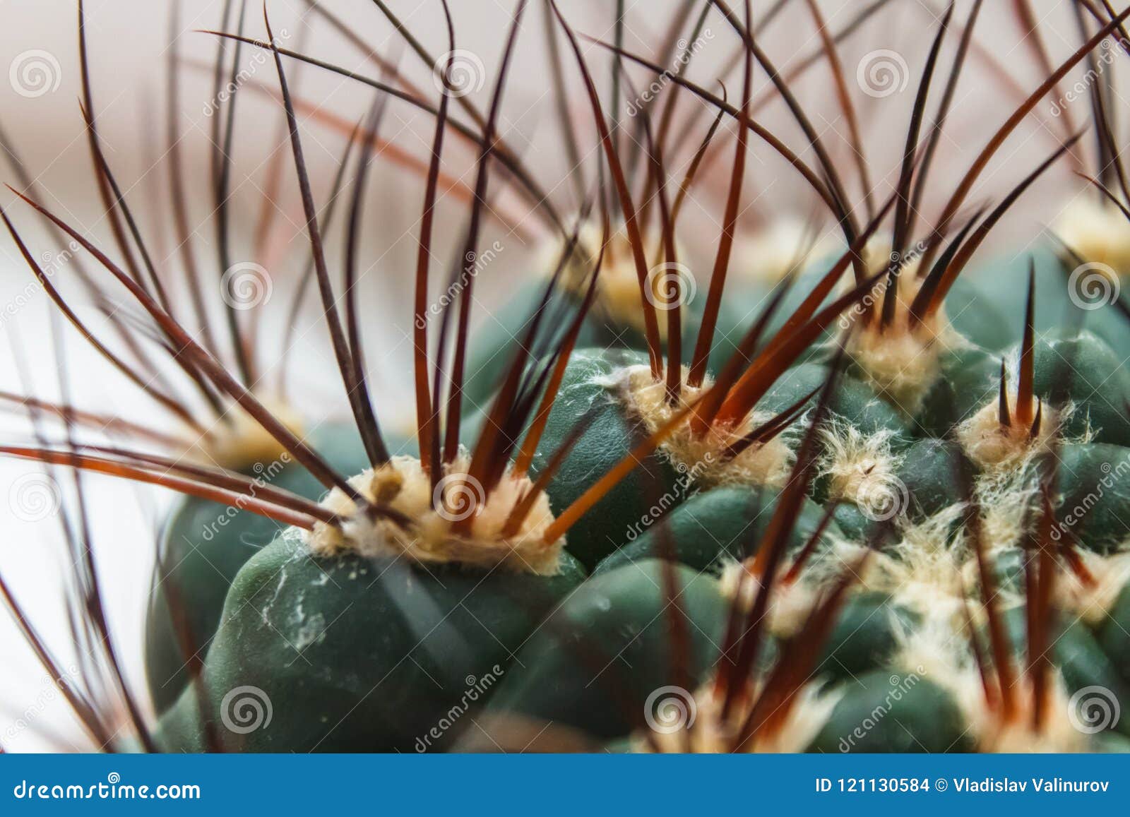 Cactus with Large Needles, Close-ups Stock Photo - Image of growing ...