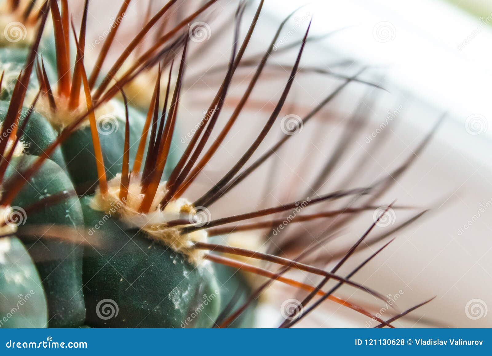 Cactus with Large Needles, Close-ups Stock Photo - Image of round ...