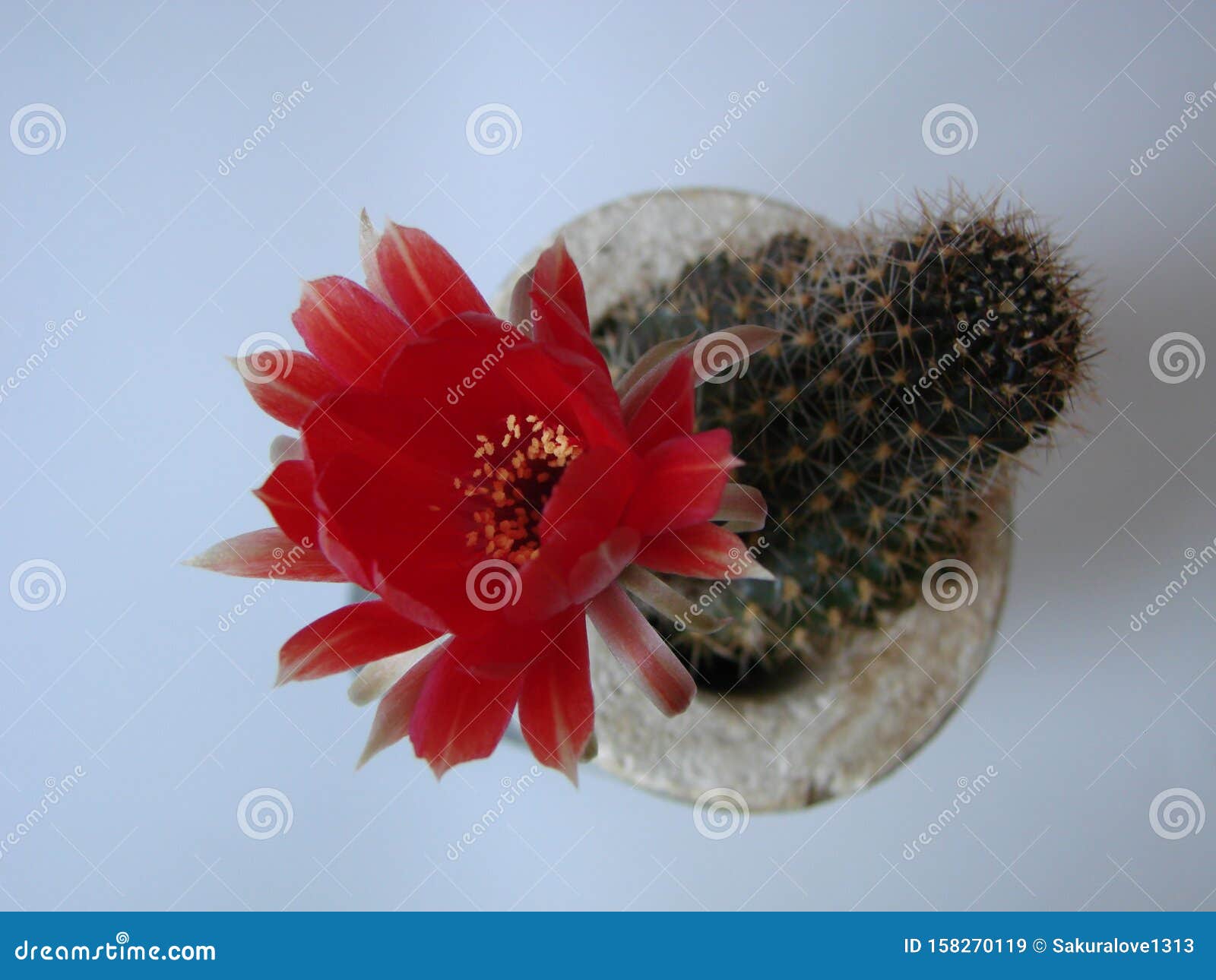 Cactus with Large Red Flowers Isolated on White Stock Image - Image of ...