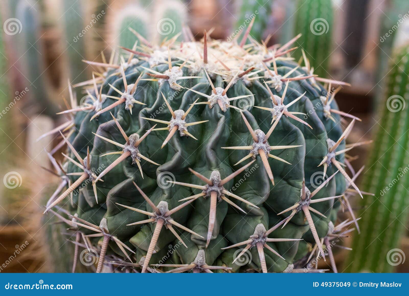 Cactus with large thorns stock image. Image of macro - 49375049