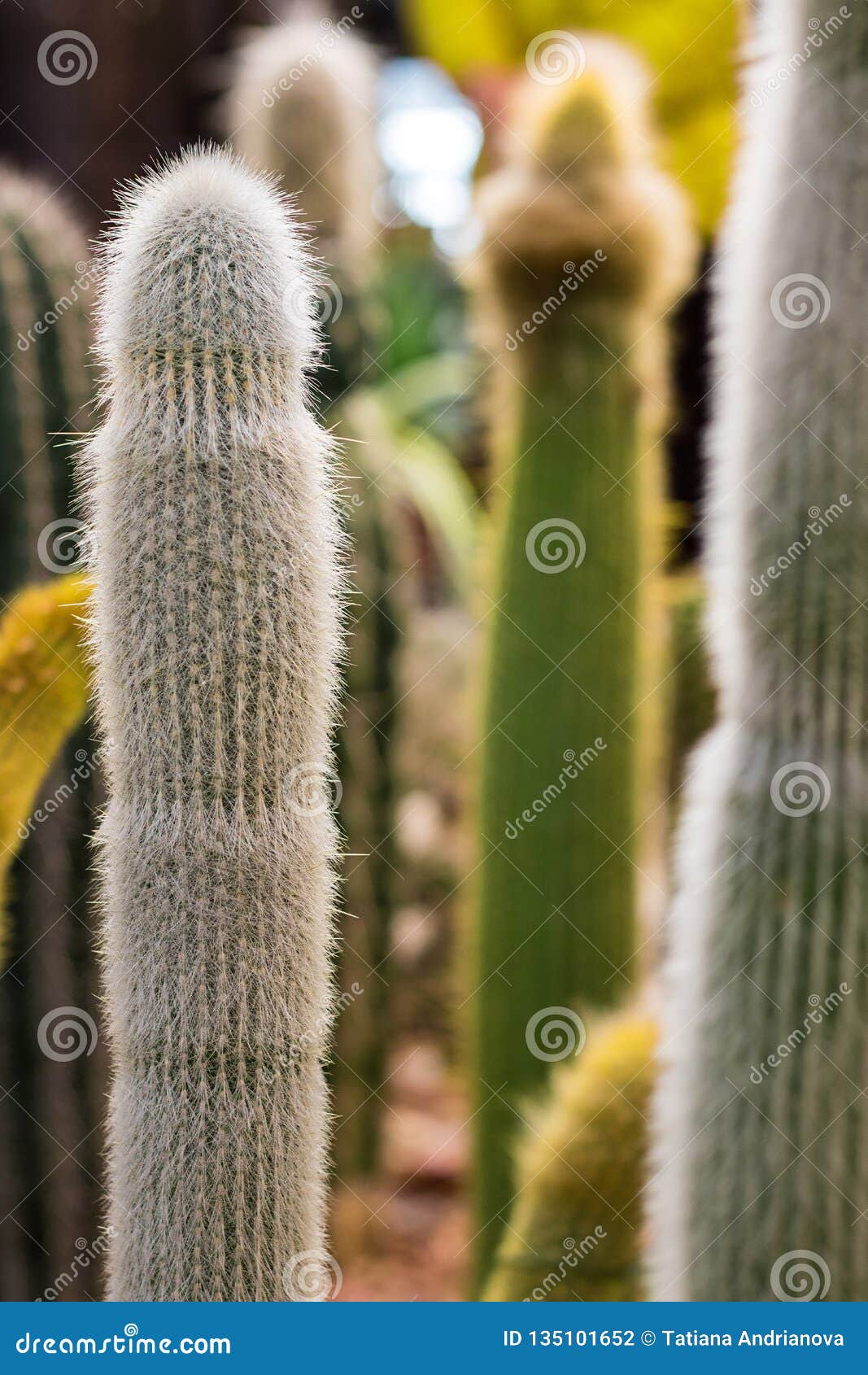 Cactus largo con la piel foto de archivo. Imagen de invernadero - 135101652