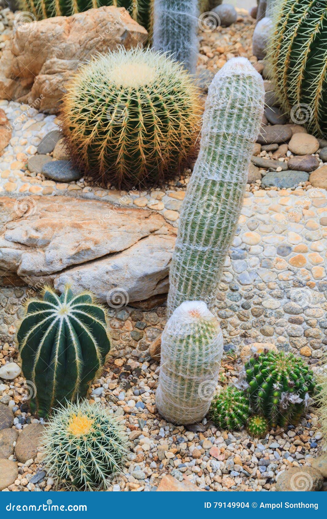 Cactus Largo Hermoso De La Forma Y Cactus Gigantes Foto de archivo ...