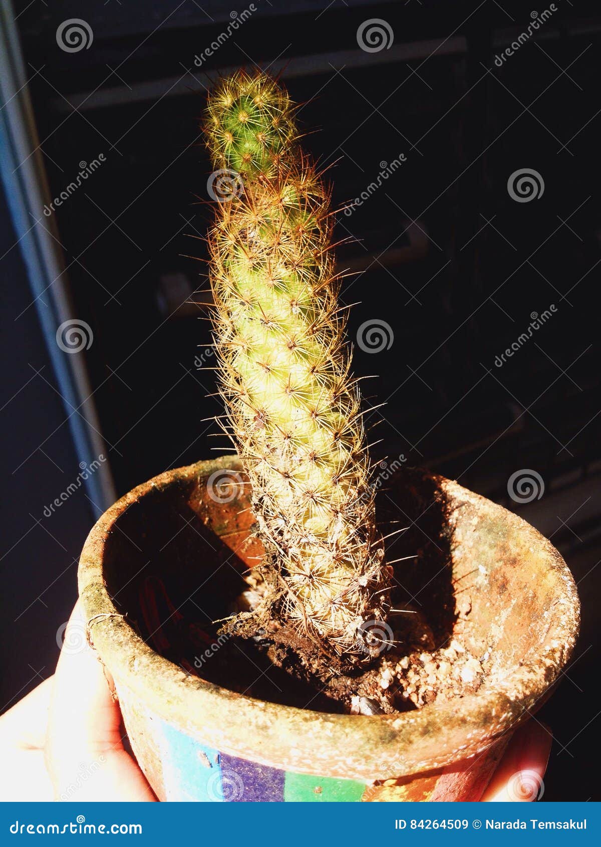 Cactus largo y alto imagen de archivo. Imagen de cacto - 84264509