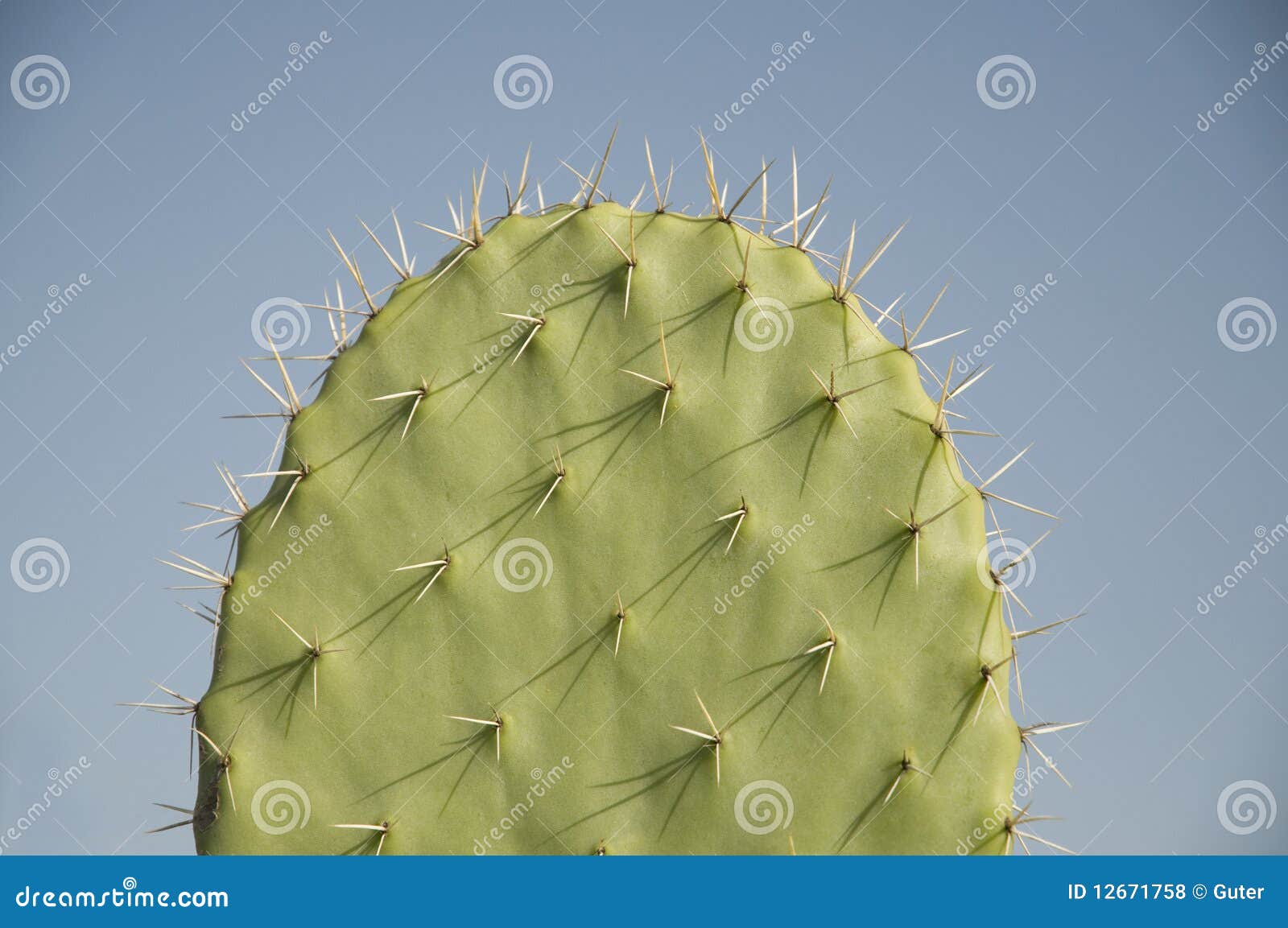 Cactus leaf stock photo. Image of prickle, spine, indica - 12671758