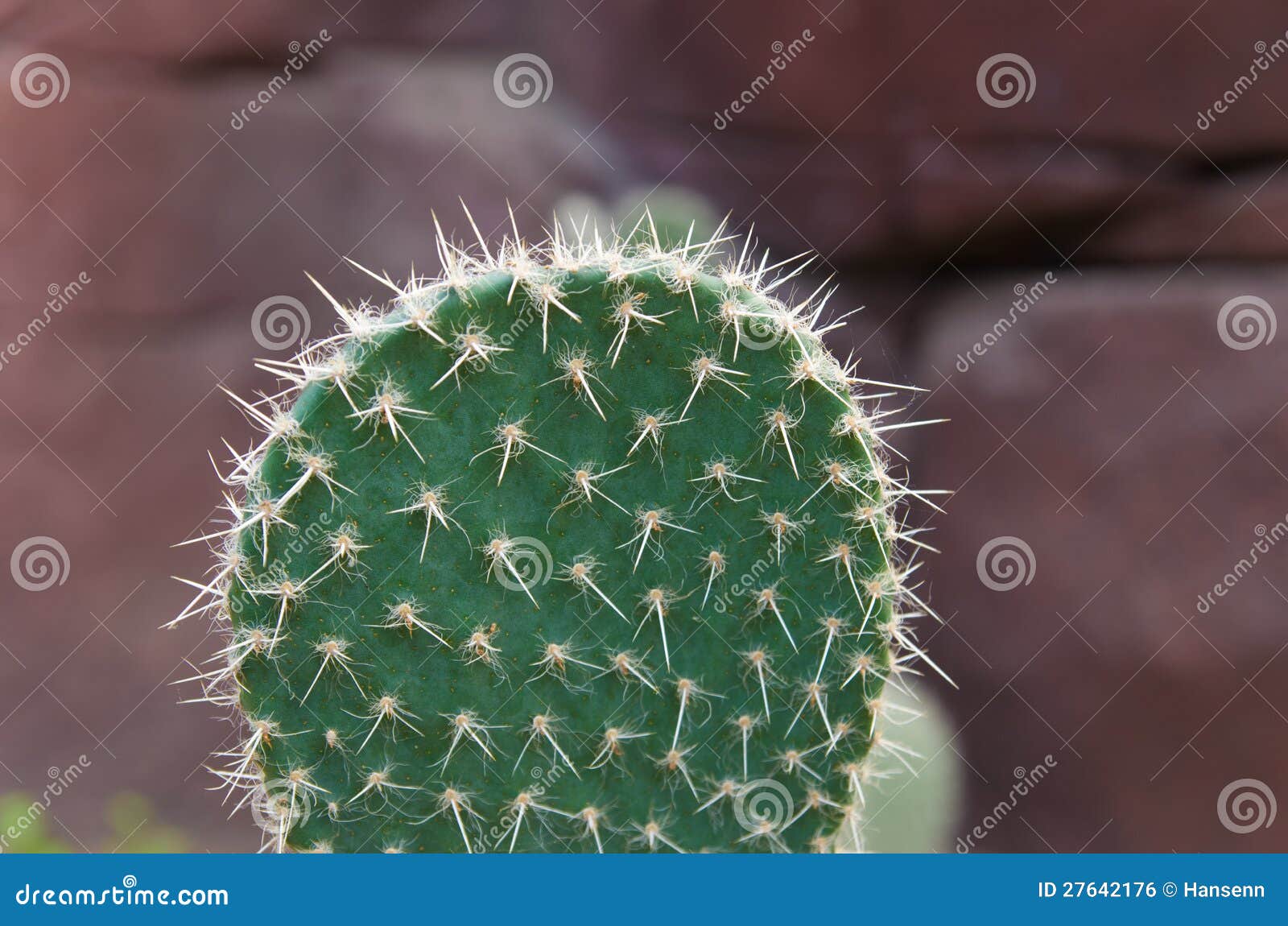 Cactus leaf stock photo. Image of spine, garden, natural - 27642176