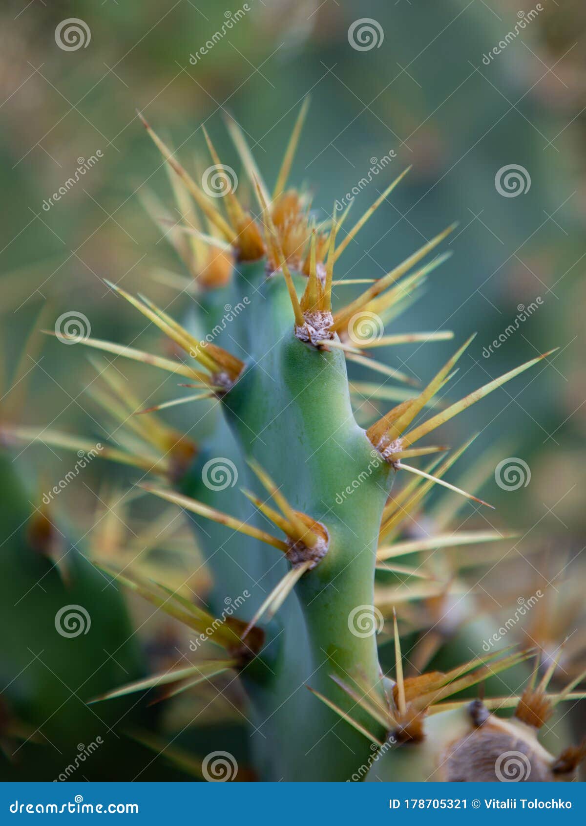 Cactus Leaf with Long Needles Stock Image - Image of fresh, detail ...