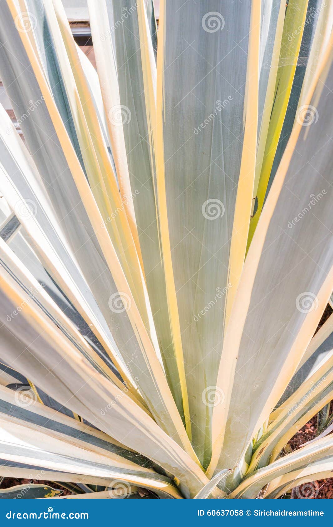 Cactus Leaf Pattern Background Stock Photo - Image of leaves, pattern ...