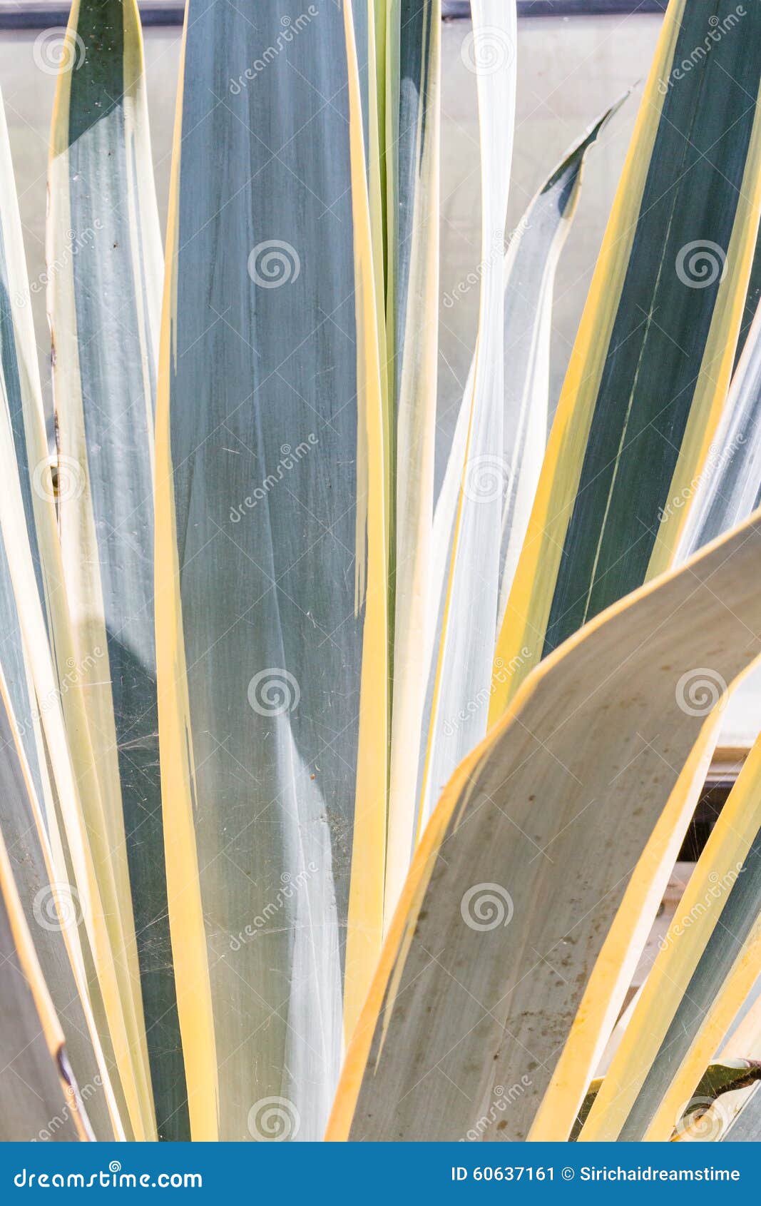 Cactus Leaf Pattern Background Stock Image - Image of closeup, leaves ...